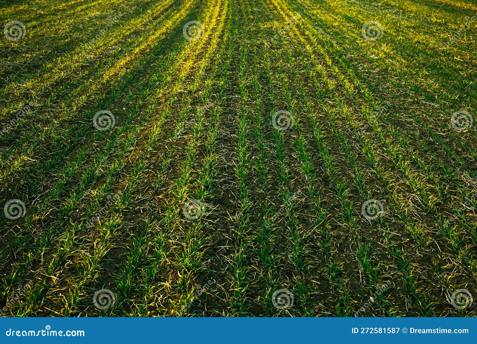 Field of Winter Wheat after Winter, the Beginning of Growth in Spring ...