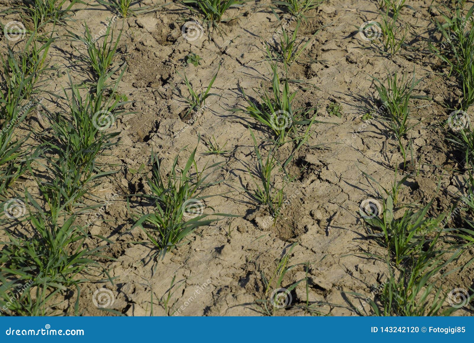 The Field of Winter Wheat, Making Root Dressing Seedlings Stock Photo ...