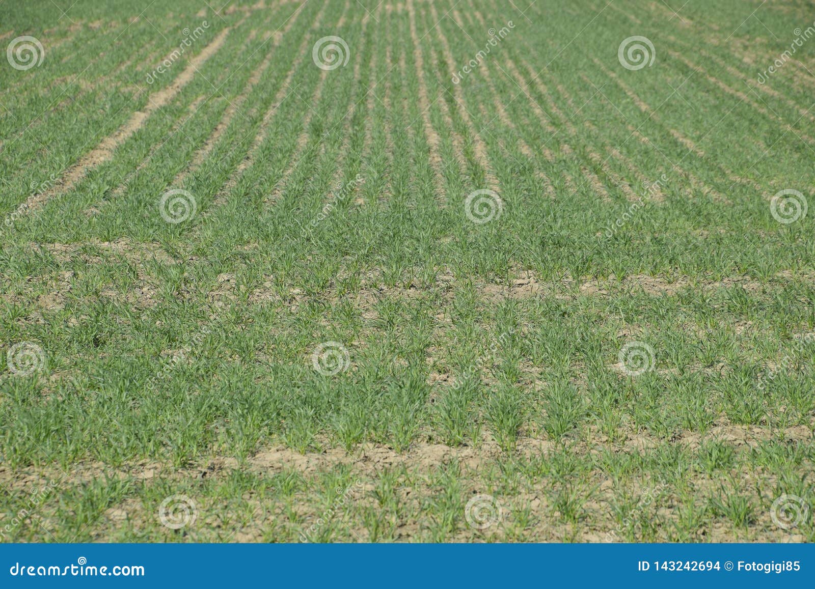 The Field of Winter Wheat, Making Root Dressing Seedlings Stock Photo ...