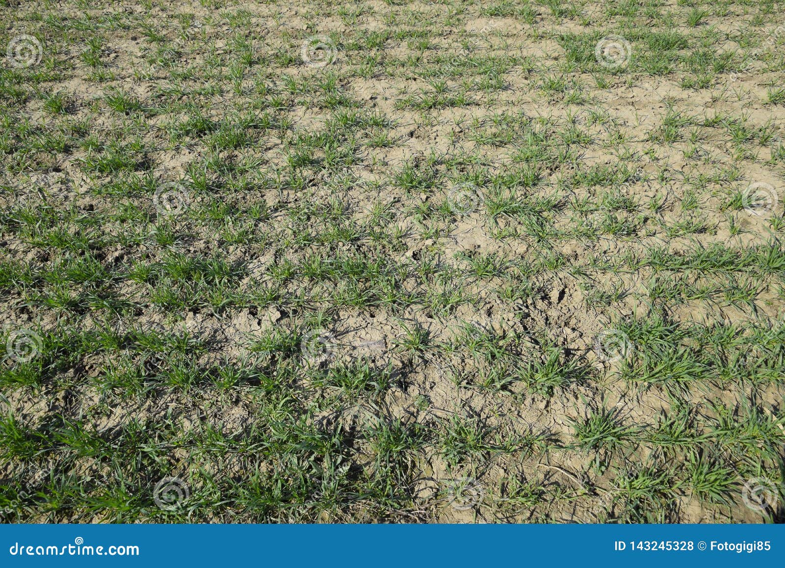 The Field of Winter Wheat, Making Root Dressing Seedlings Stock Photo ...