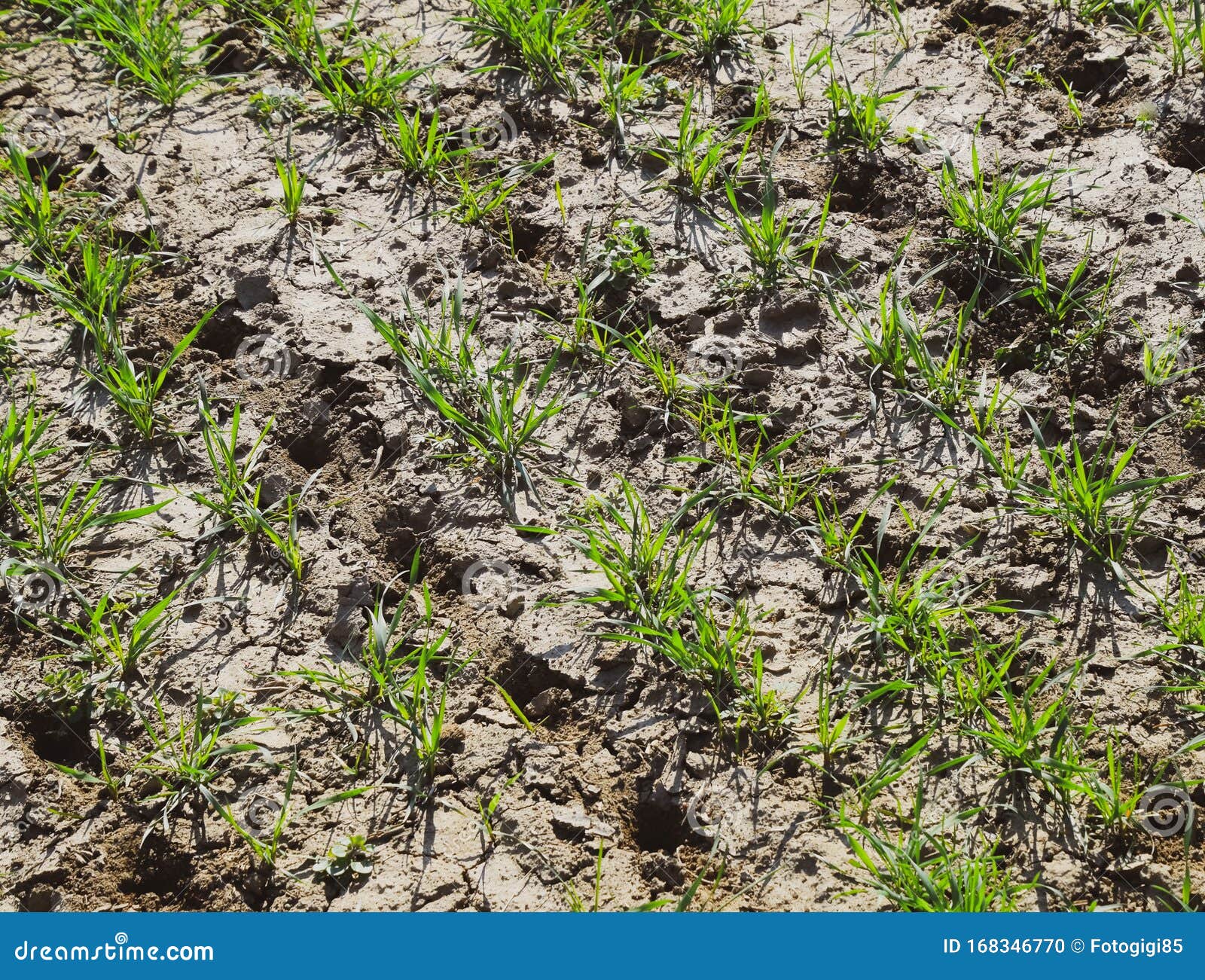 The Field of Winter Wheat, Making Root Dressing Seedlings Stock Photo ...