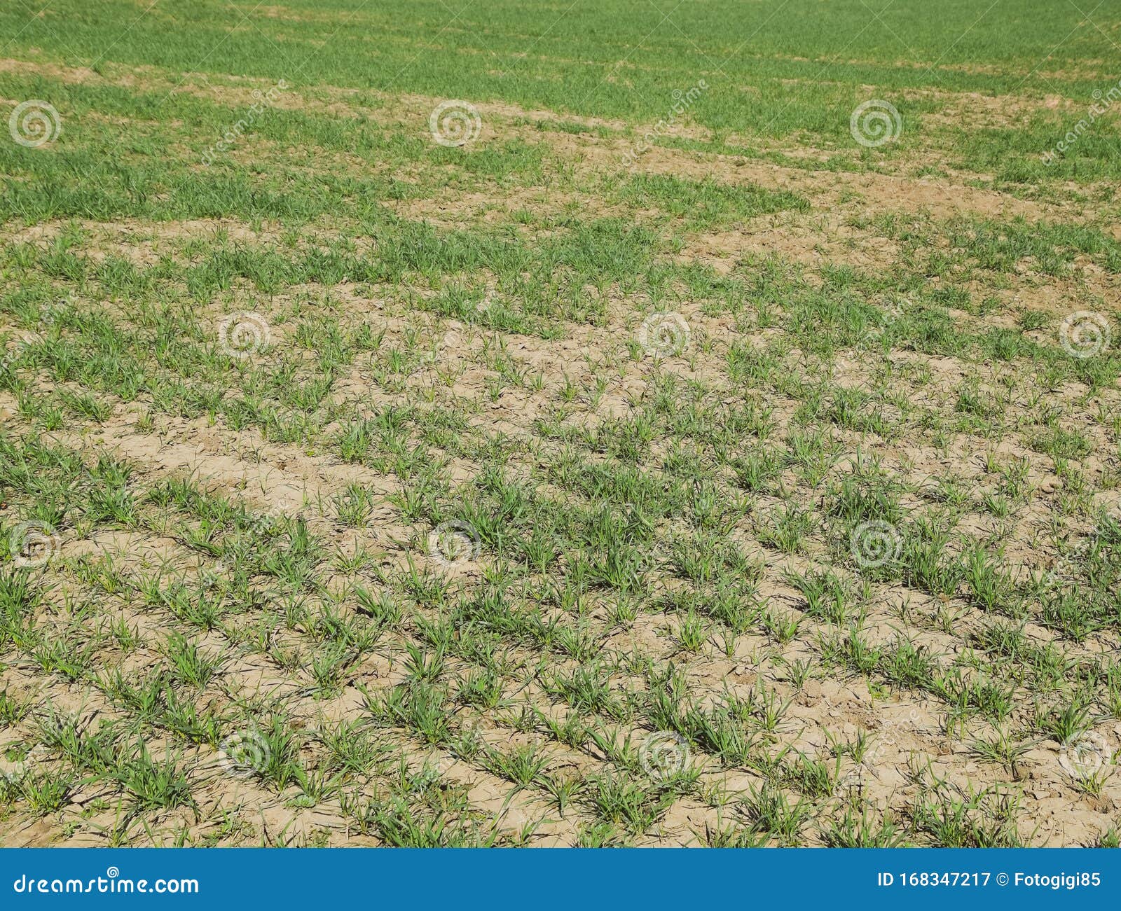 The Field of Winter Wheat, Making Root Dressing Seedlings Stock Image ...