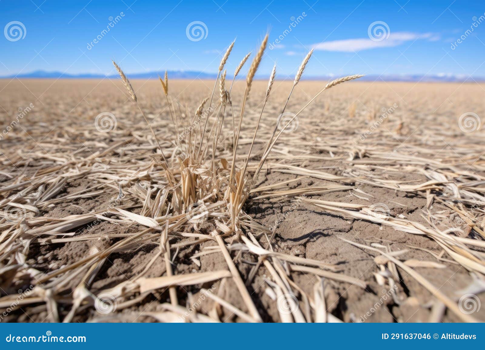 Field of Winter Wheat with One Barren Spot Stock Photo - Image of ...