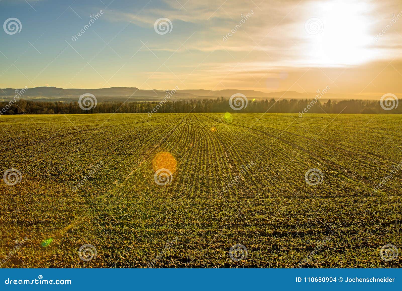 Field of Winter Wheat with Sunset Stock Photo - Image of nature, land ...