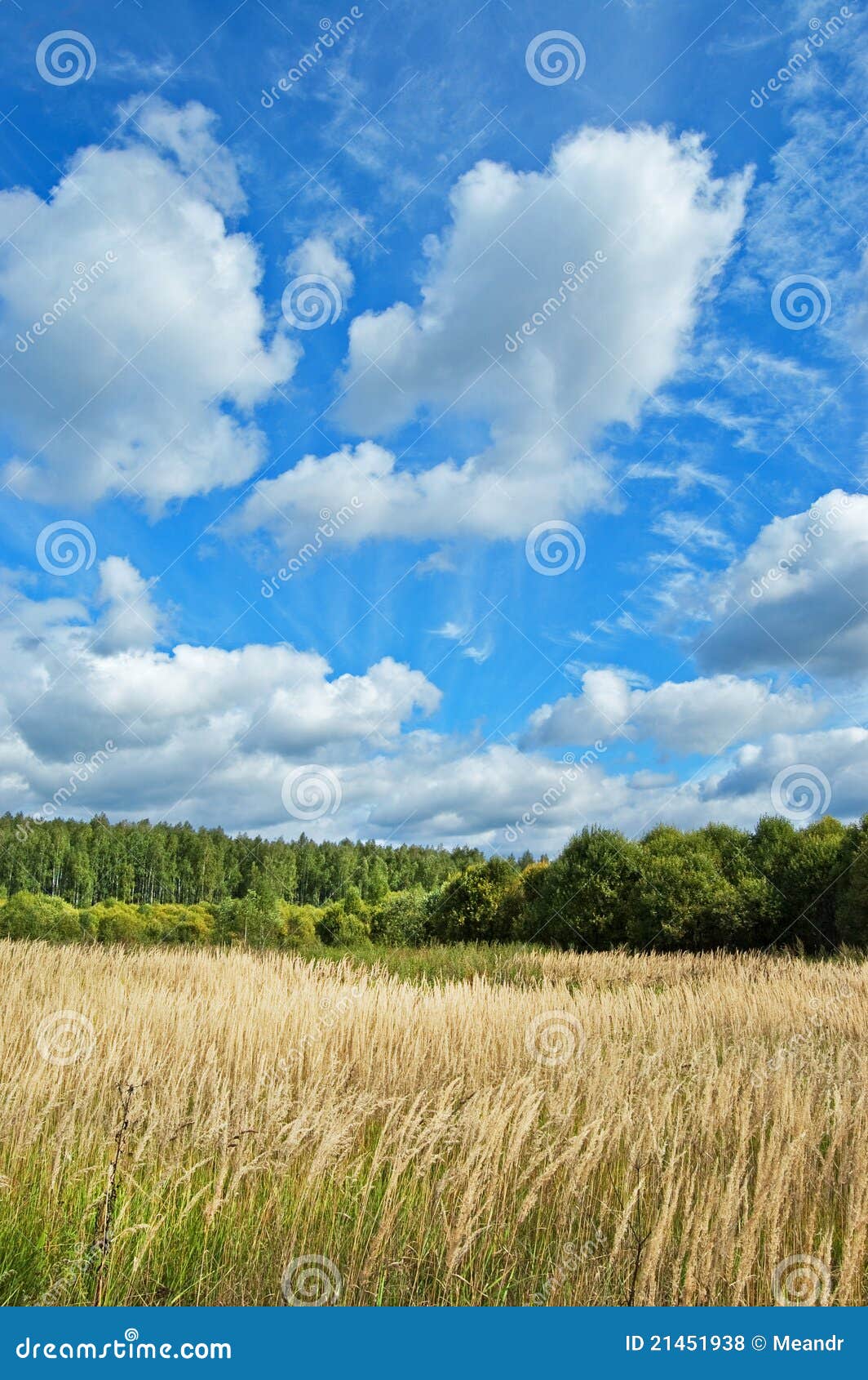 Field and wood stock photo. Image of rural, beautiful - 21451938