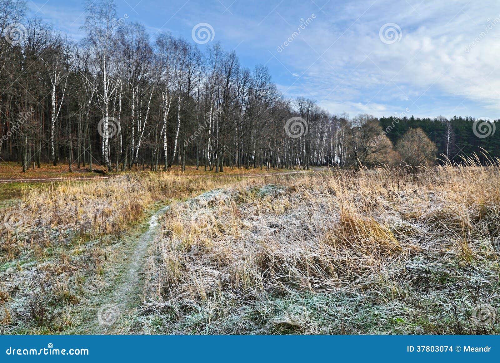 Field and wood stock photo. Image of long, nature, flora - 37803074