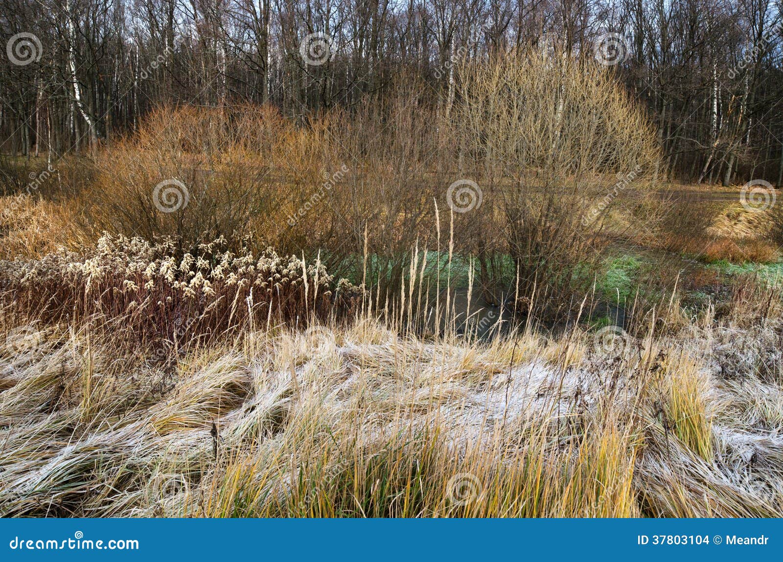 Field and wood stock photo. Image of clouds, green, meadow - 37803104