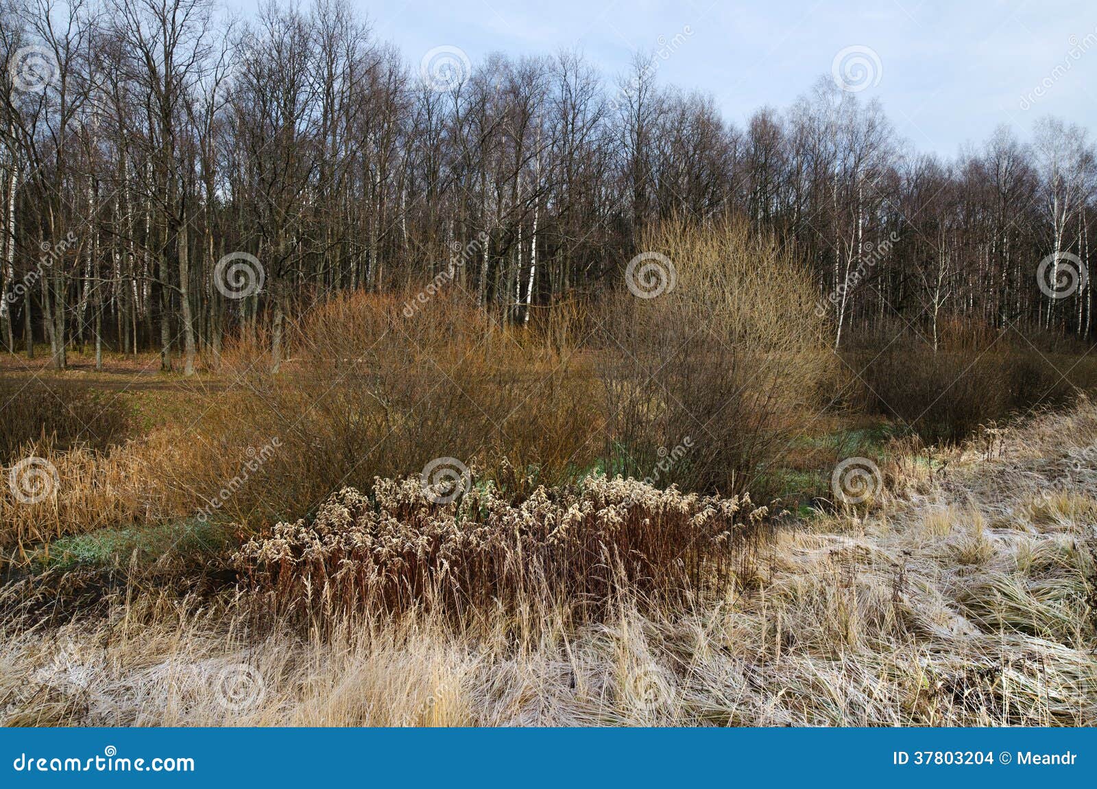 Field and wood stock photo. Image of land, outdoor, green - 37803204