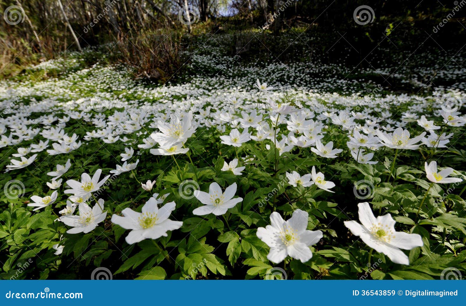 Field of wood anemone stock image. Image of windflower - 36543859