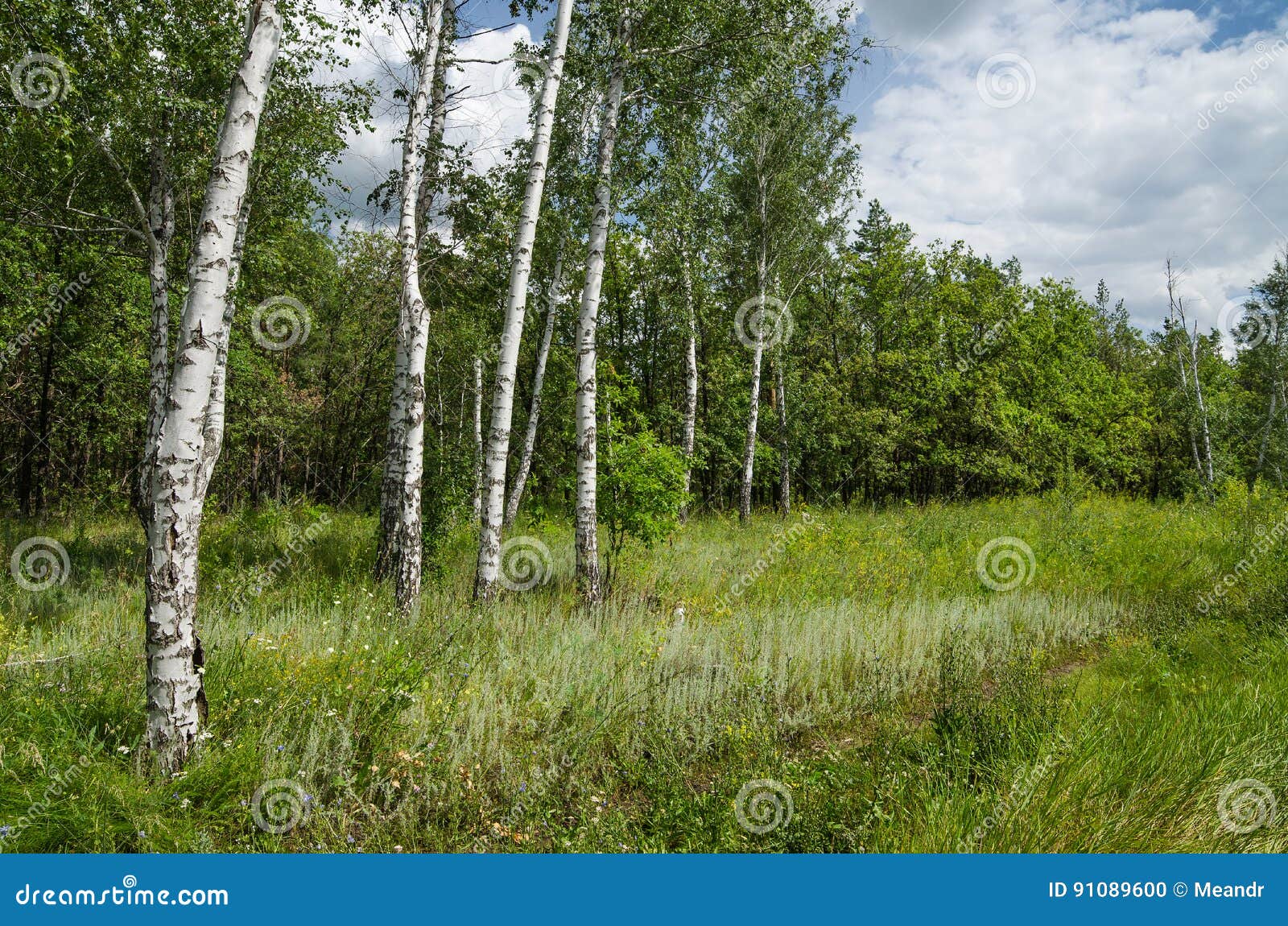 Field and wood stock photo. Image of scenic, rural, horizontal - 91089600