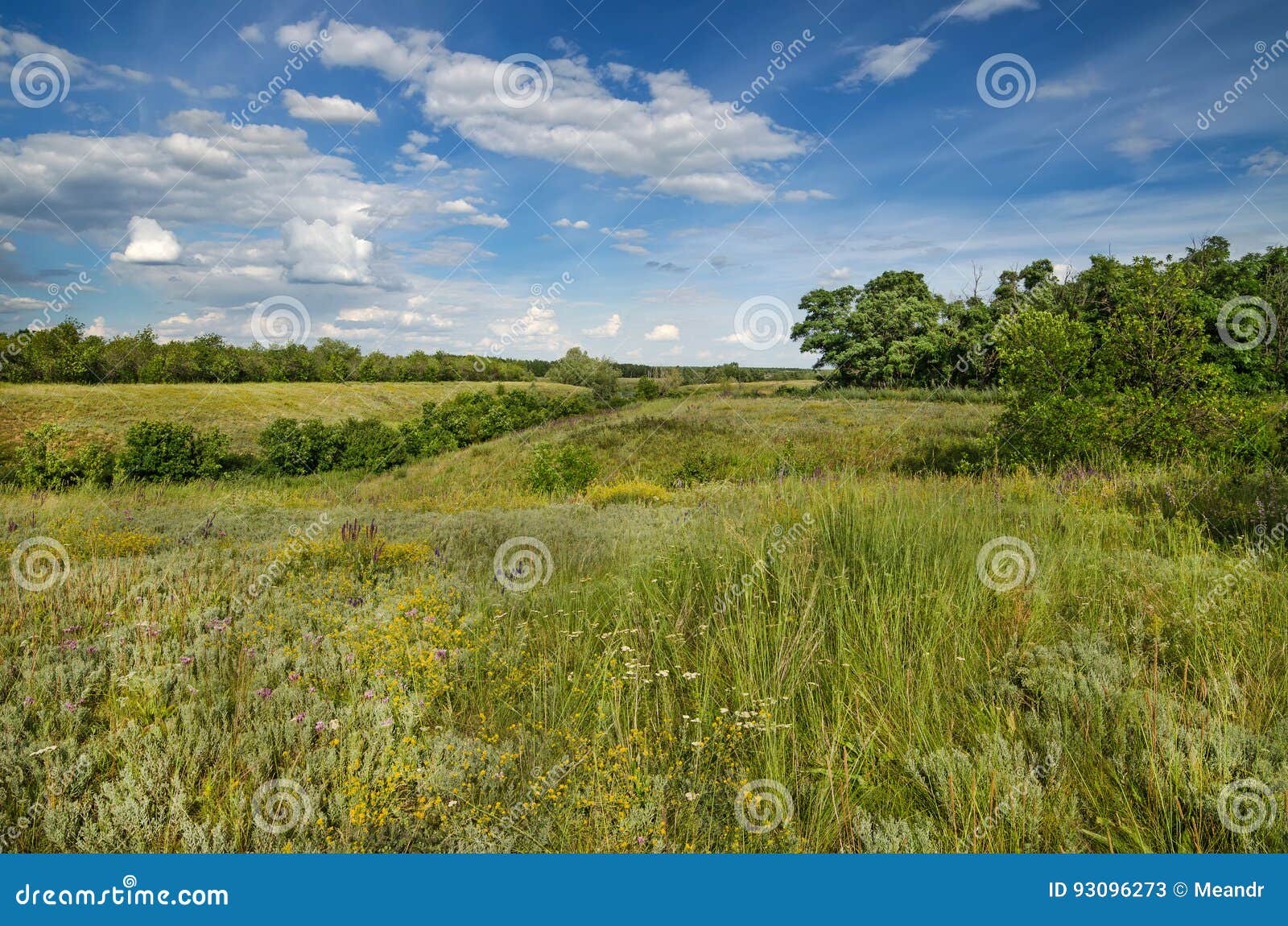 Field and wood stock image. Image of scenic, background - 93096273