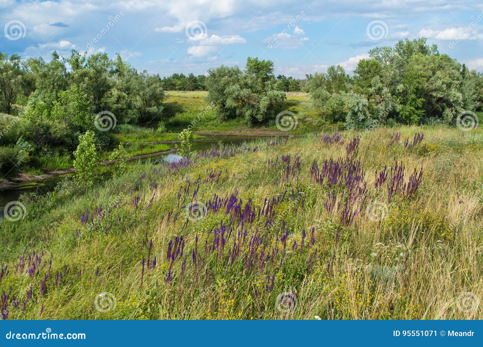 Field and wood stock image. Image of horizon, country - 95551071