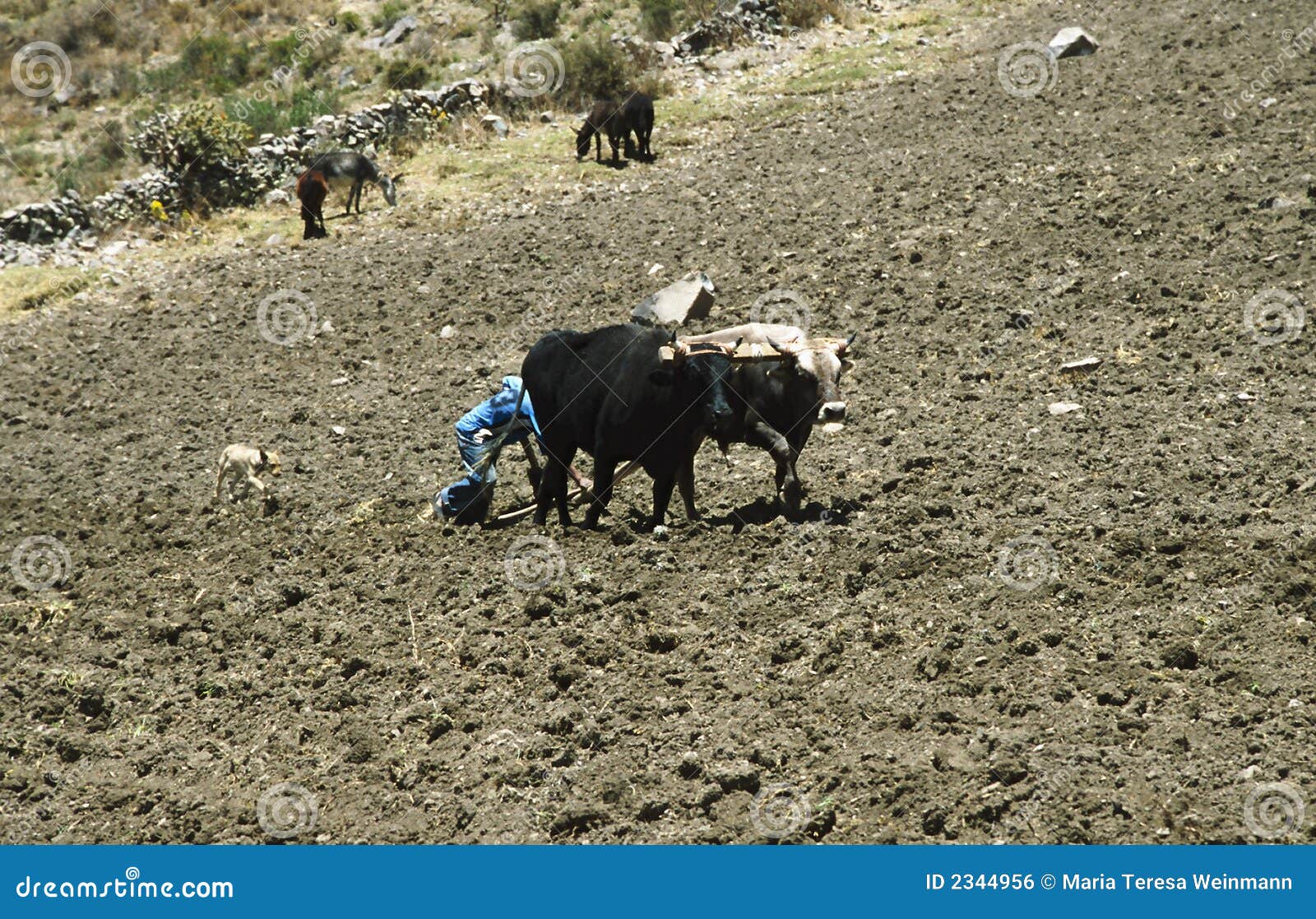 Field work stock photo. Image of stony, rural, latinamerica - 2344956