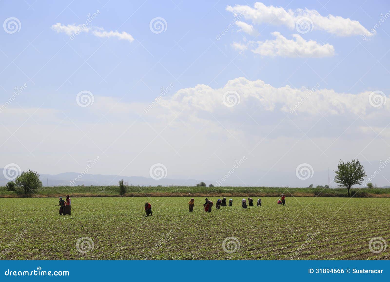 Field work editorial photo. Image of farmer, worker, land - 31894666