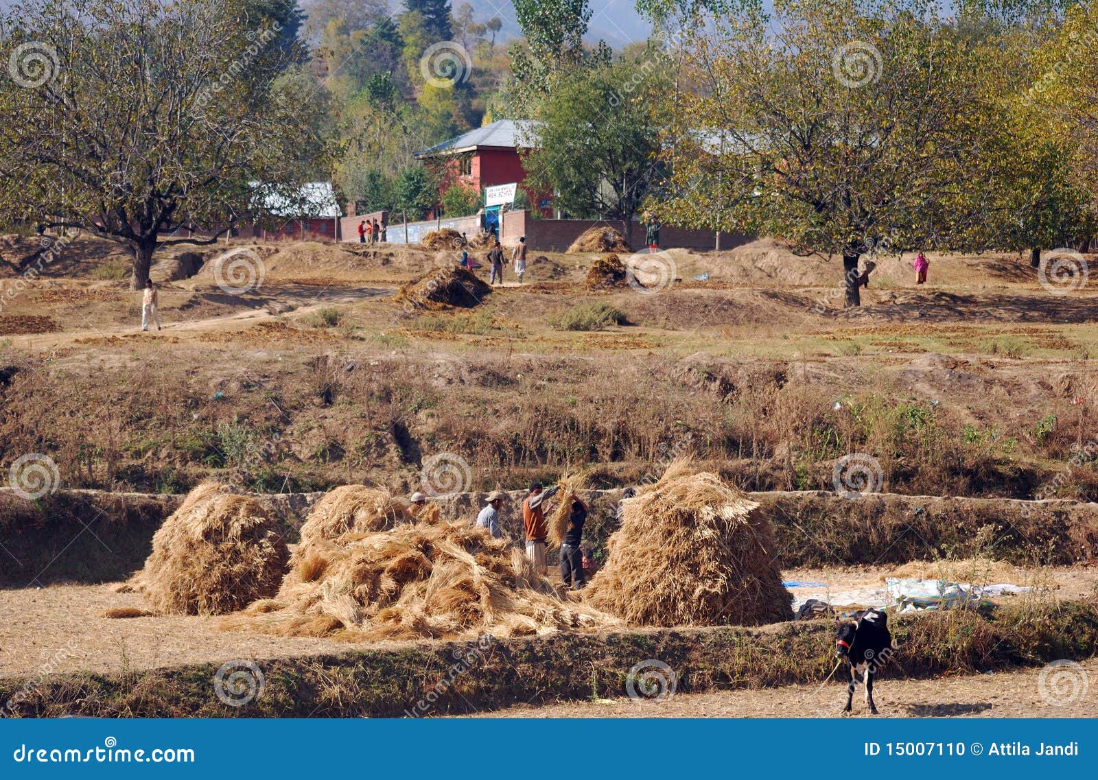 Field Workers, Jammu, India Editorial Image - Image of grain, people ...