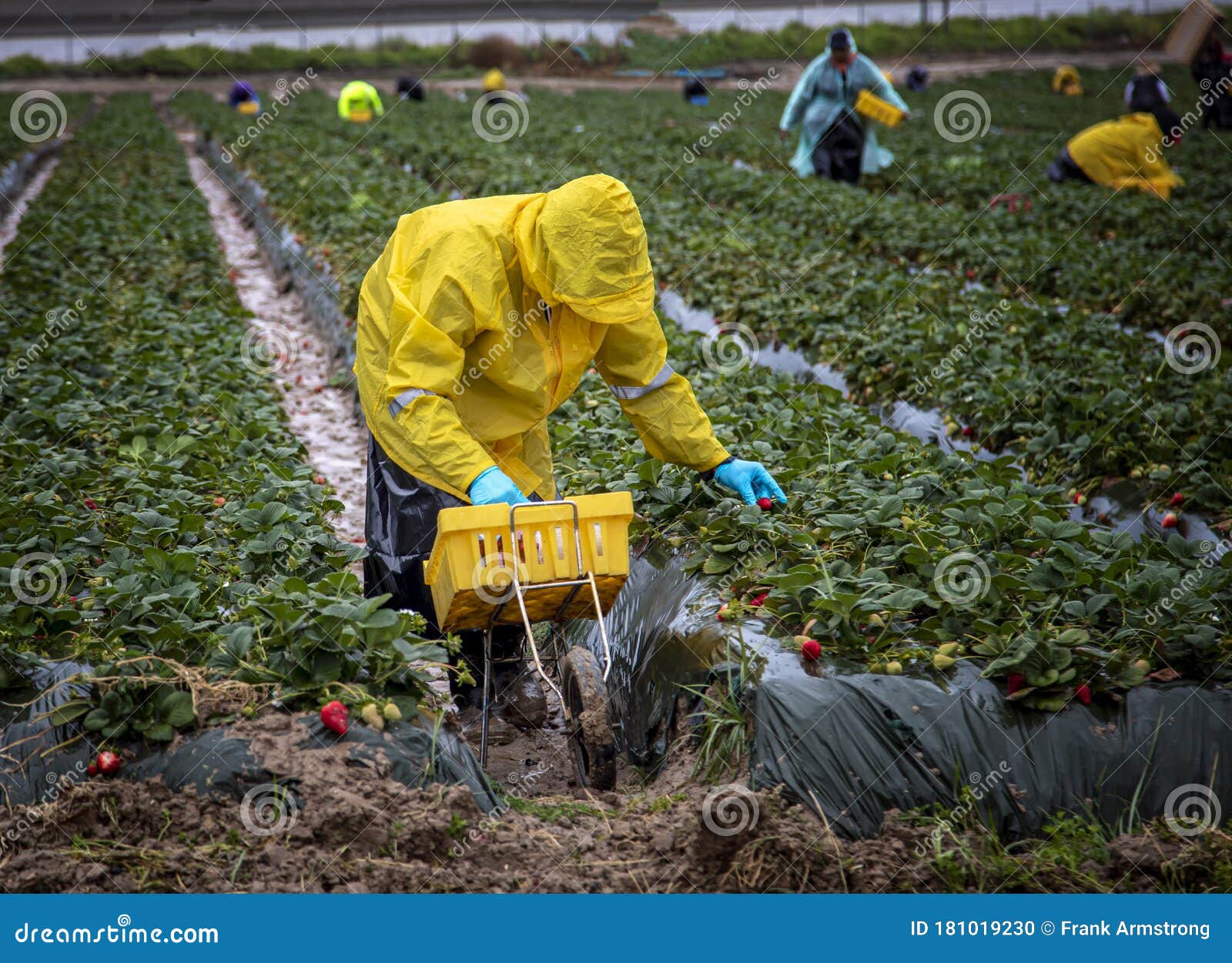 Strawberry Field Workers