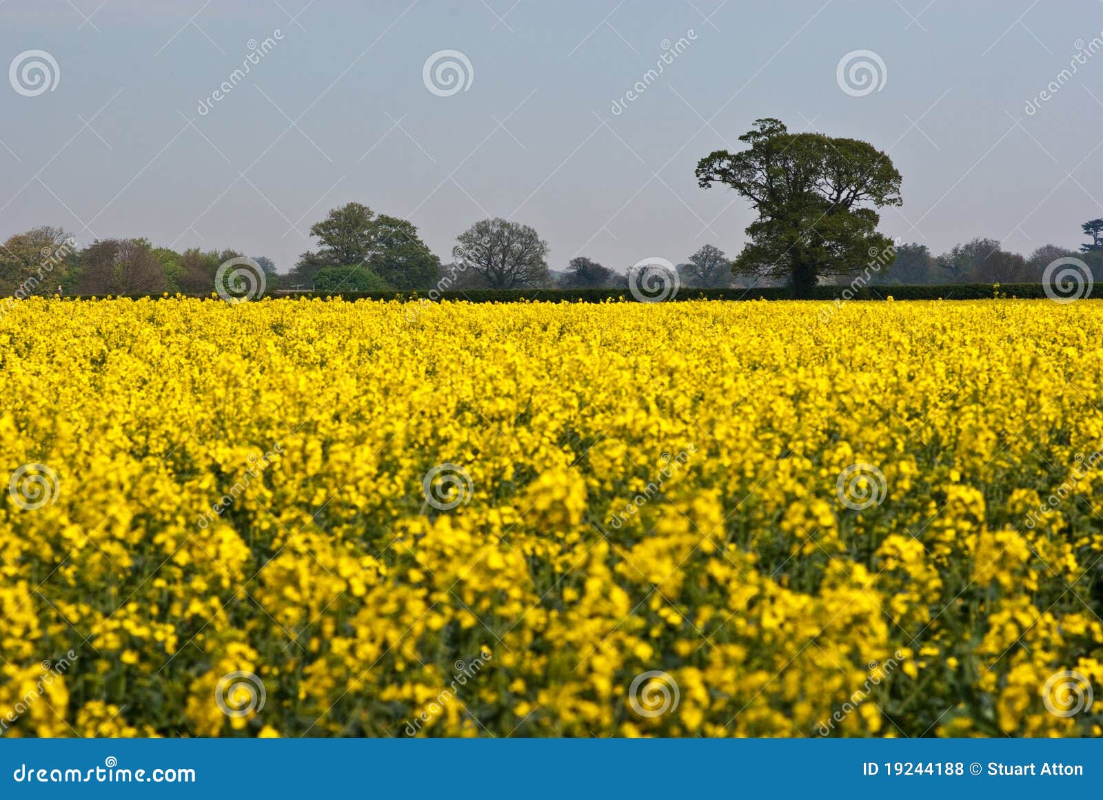 Field of yellow stock photo. Image of plant, nature, rapeseed - 19244188