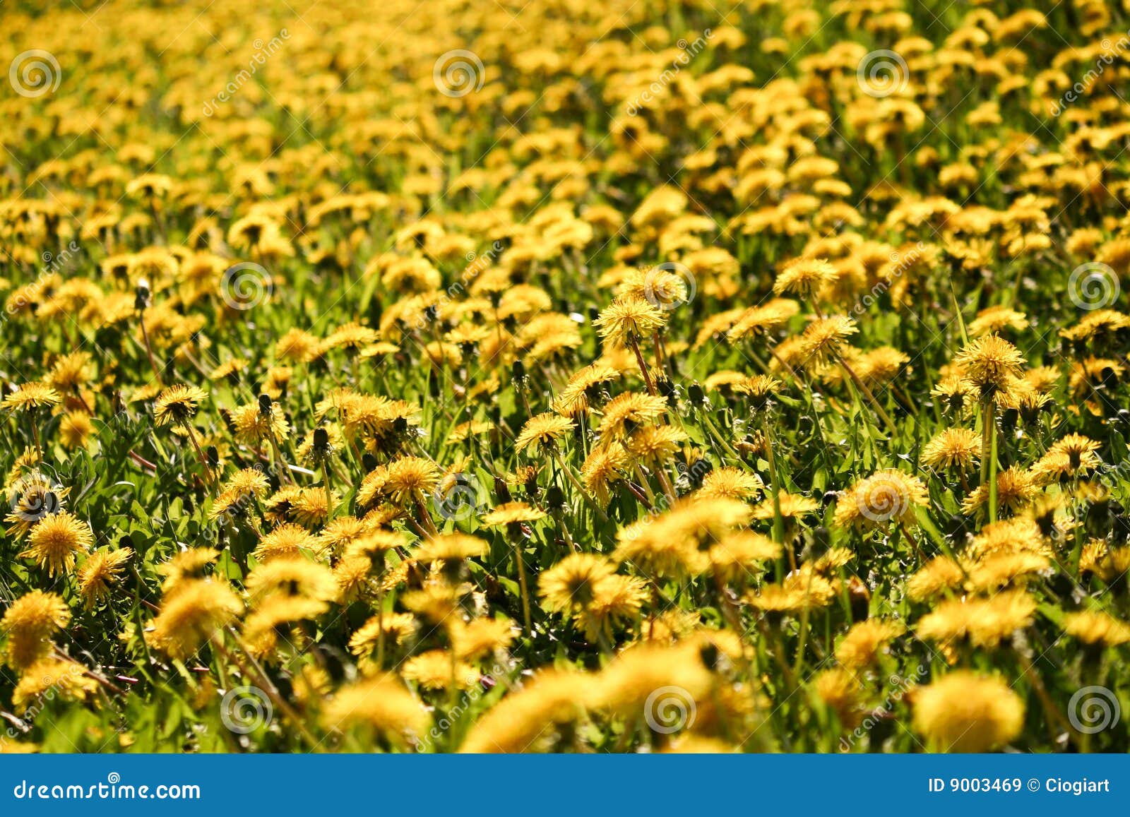 Field of yellow stock image. Image of summer, field, yellow - 9003469
