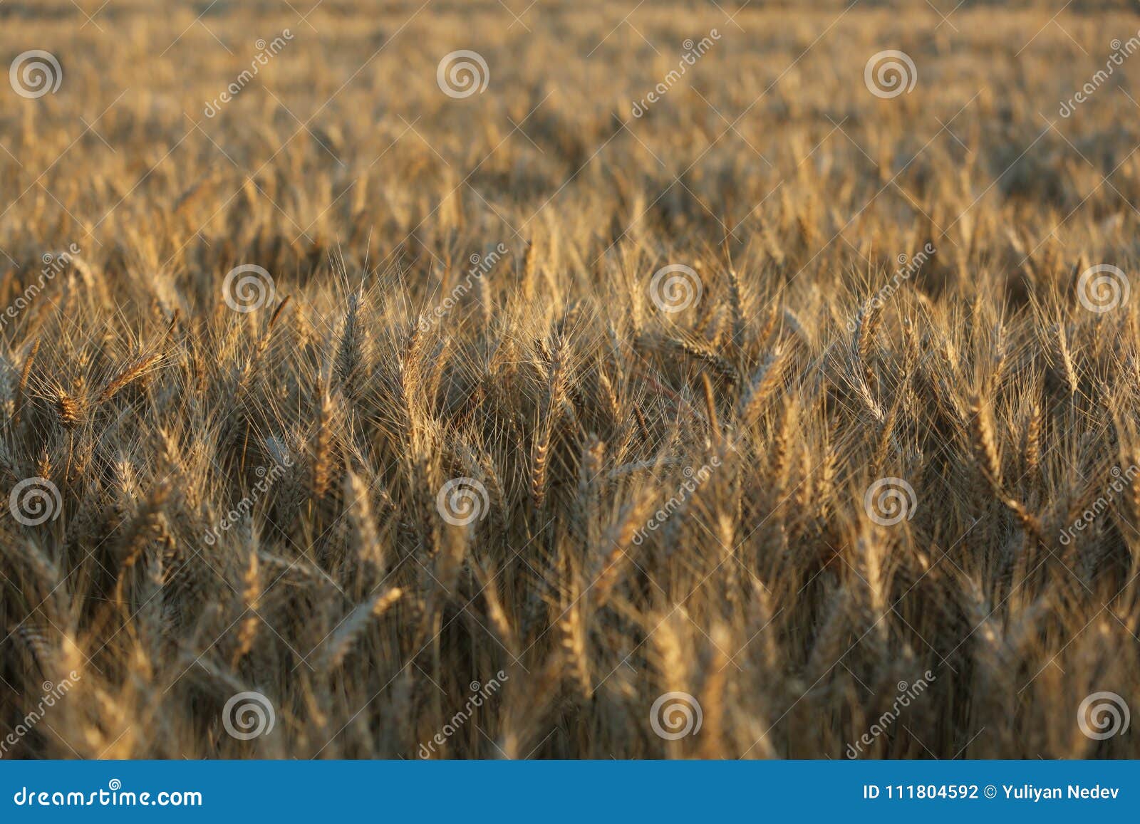 Field Yellow Brown Wheat Grass Abstract Background Stock Photo - Image ...