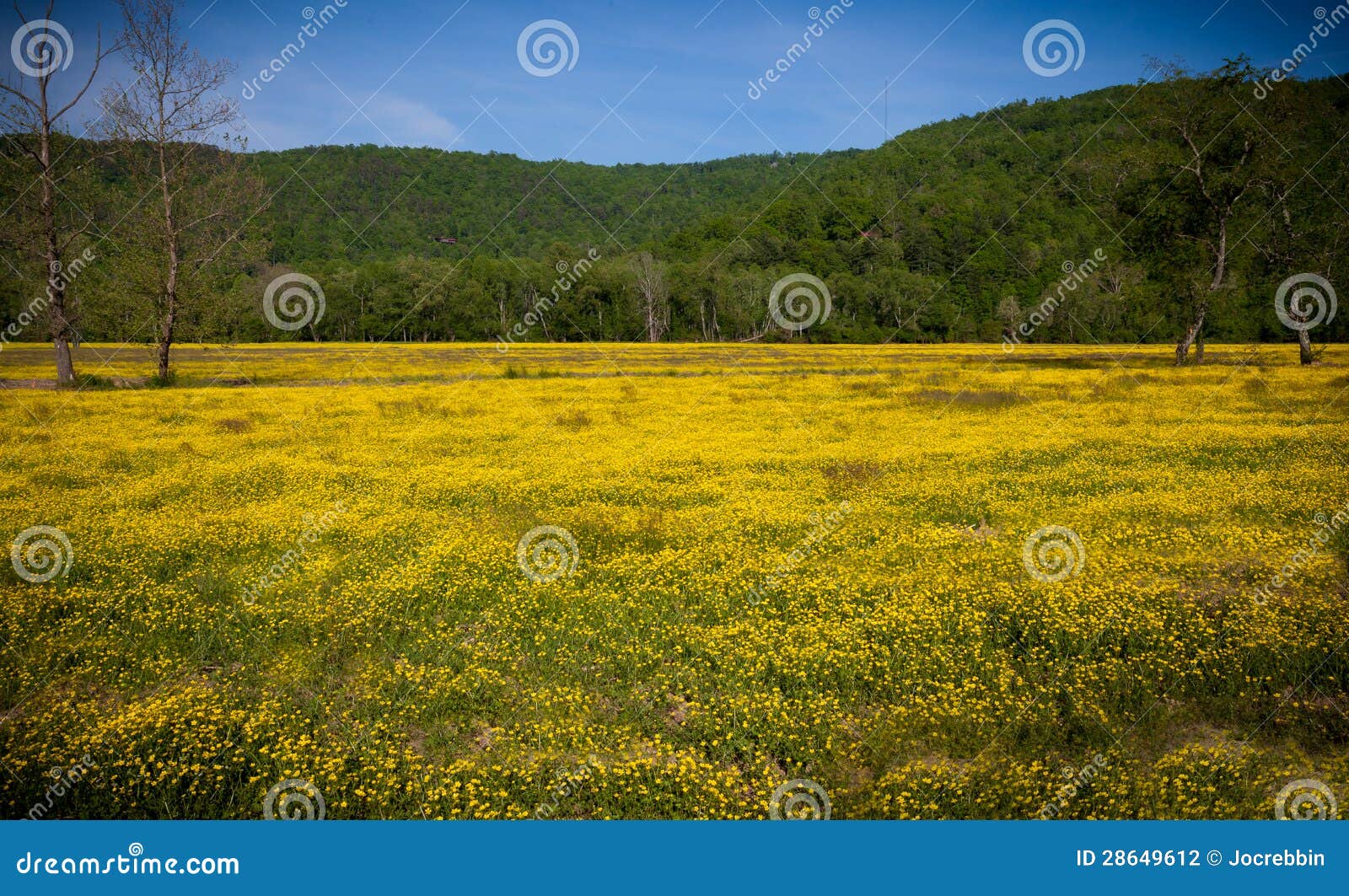 Field of Yellow Buttercup Flowers Stock Photo - Image of petal, meadow ...