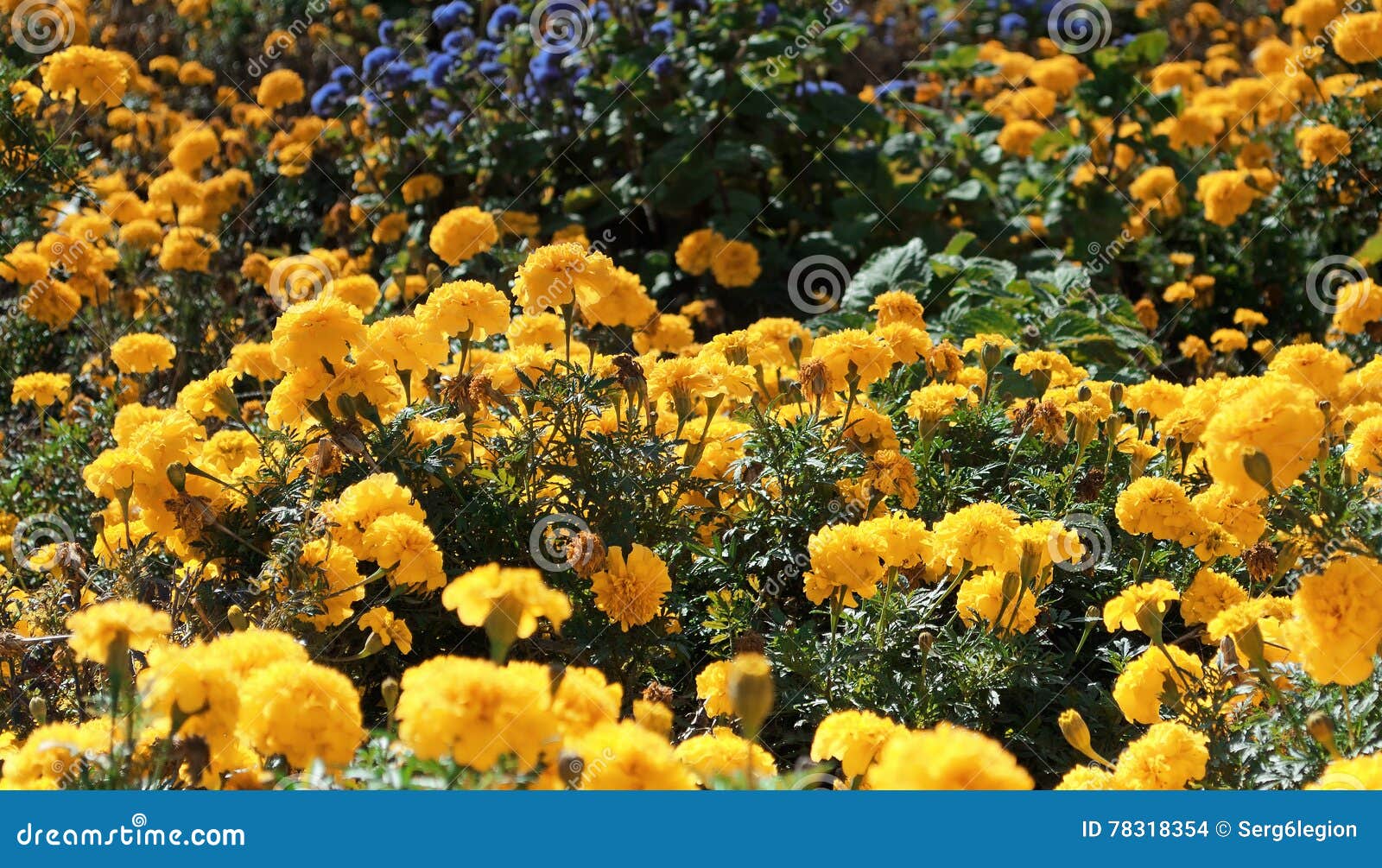 Field of Yellow Carnations. Stock Photo - Image of field, beauty: 78318354