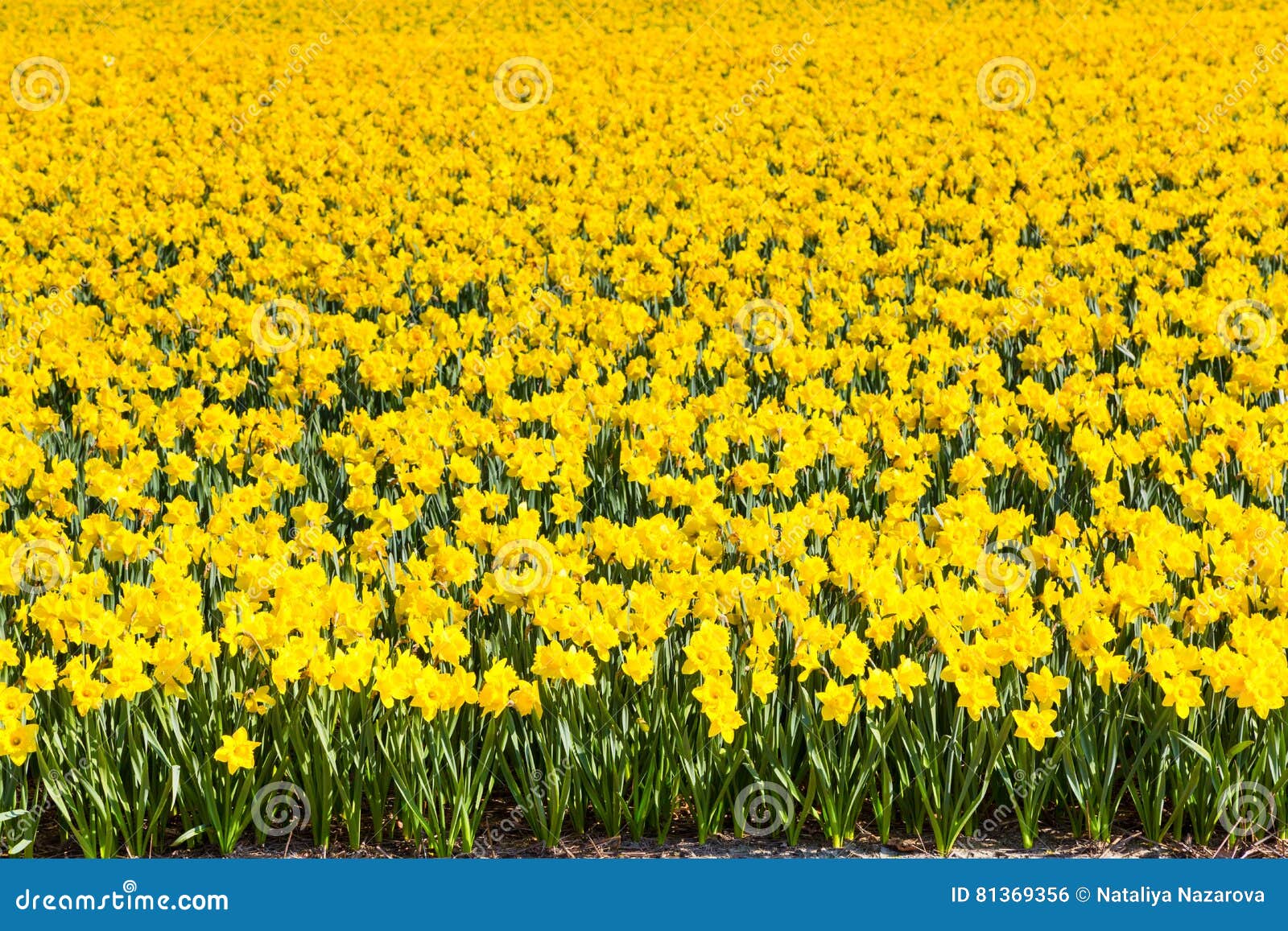 Field Of Daffodils