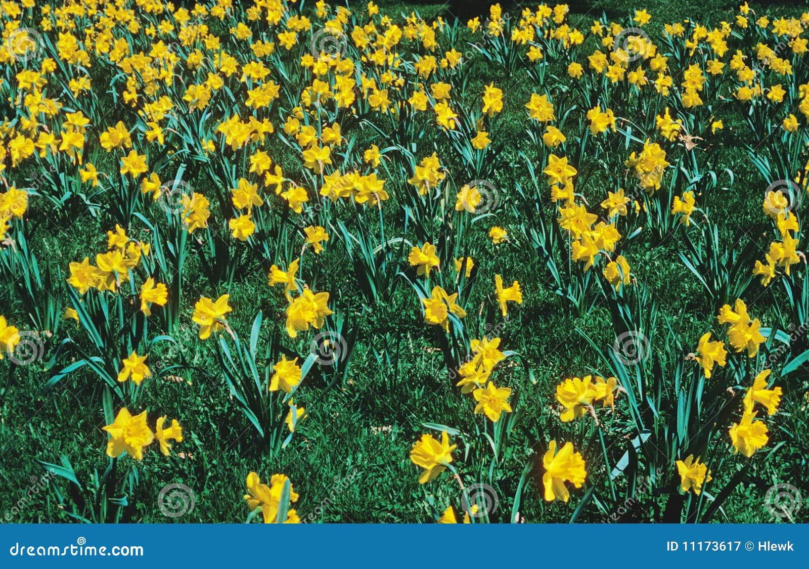 Field of Yellow Daffodils stock image. Image of field - 11173617