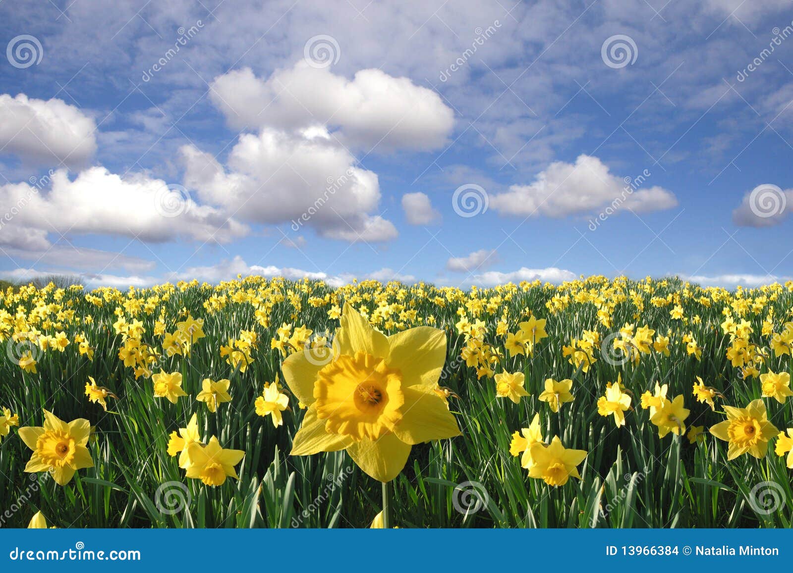 Field of yellow daffodils stock photo. Image of horizontal - 13966384