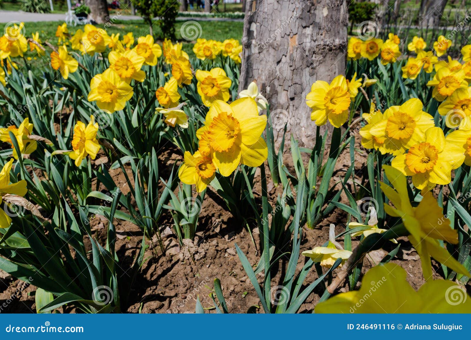 Field of yellow daffodils stock photo. Image of fresh - 246491116