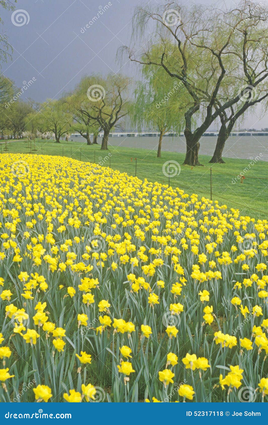 Field Of Daffodils