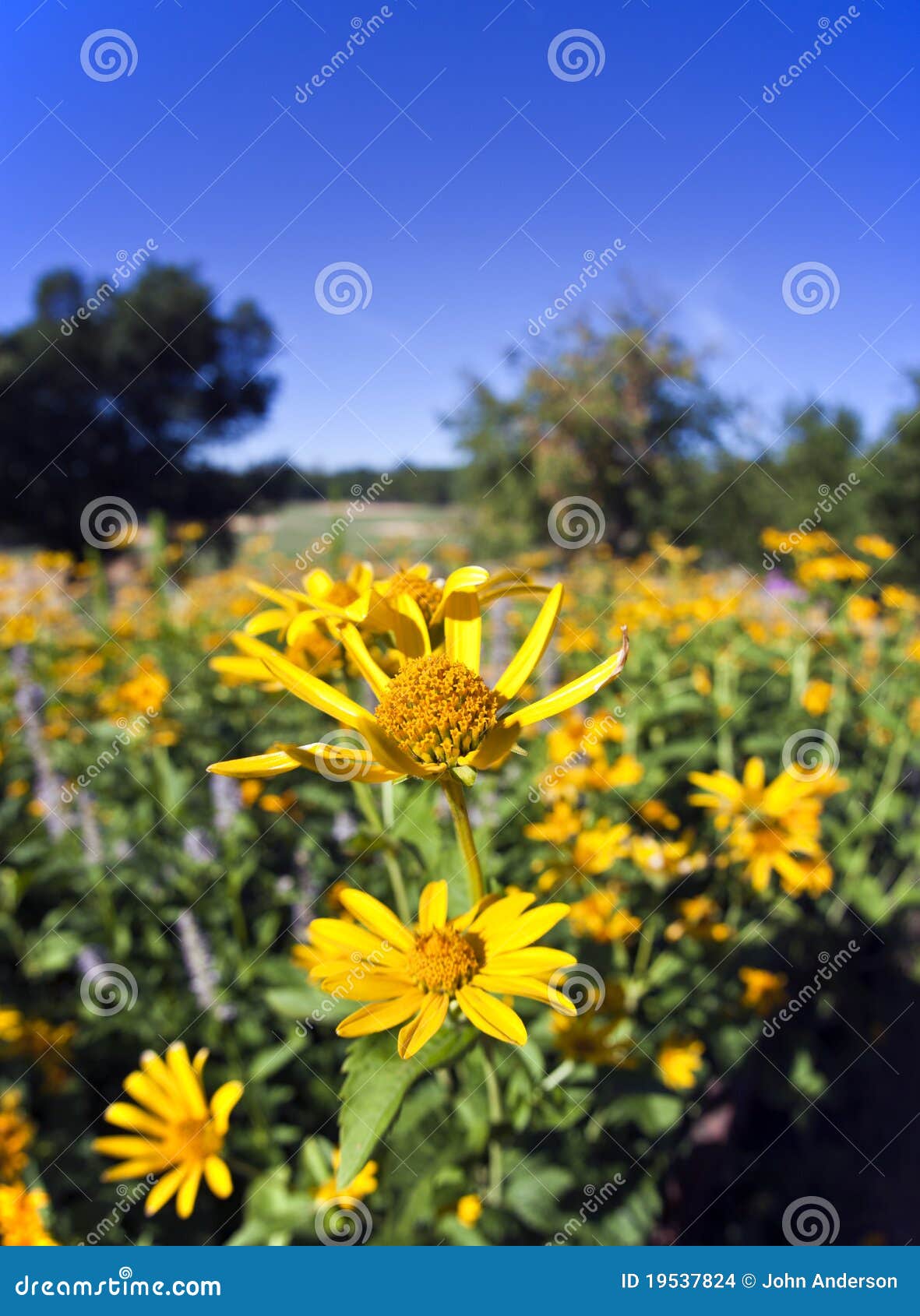 Field of yellow daisies stock photo. Image of plants - 19537824