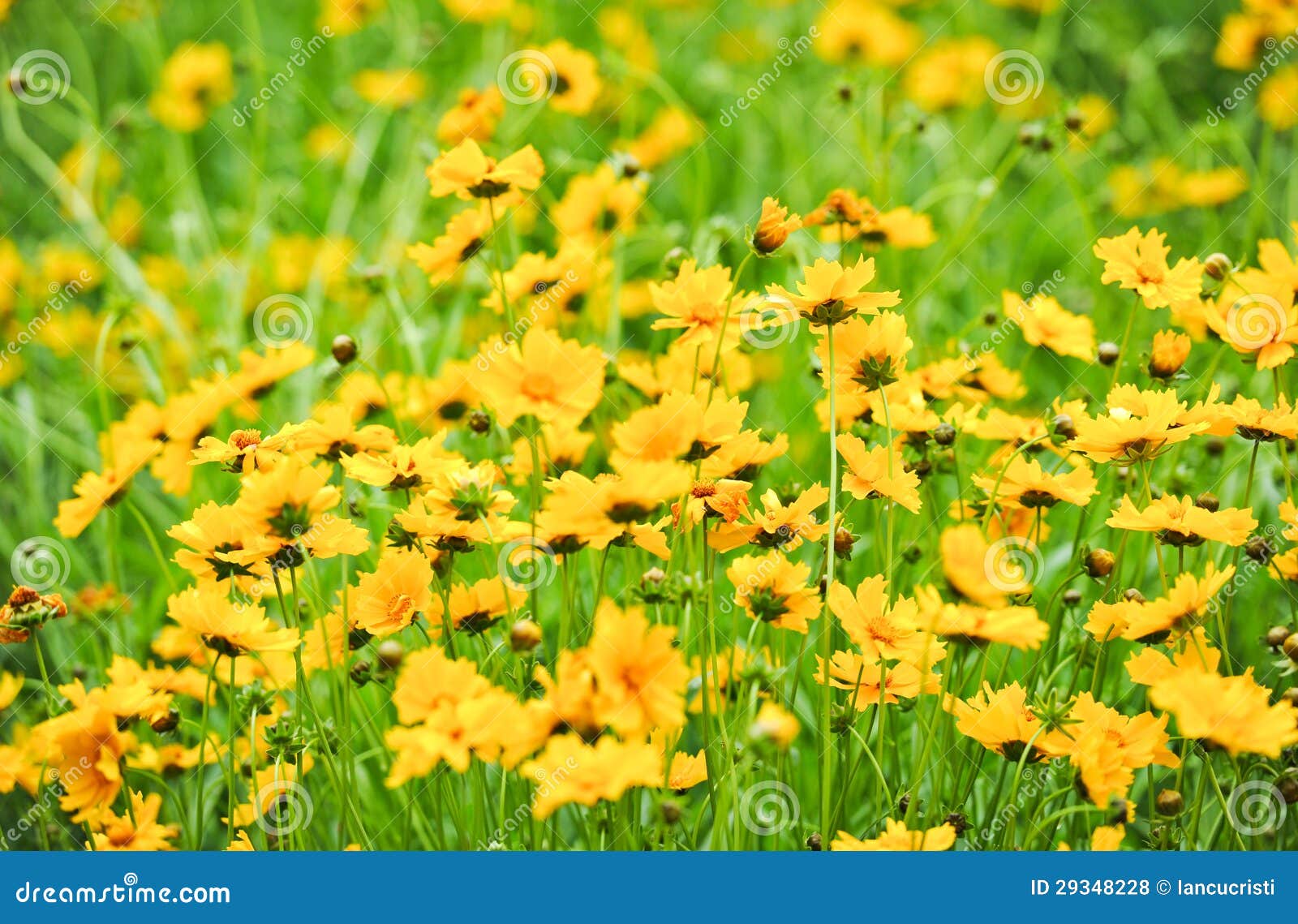 Field of yellow daisies stock photo. Image of beauty - 29348228