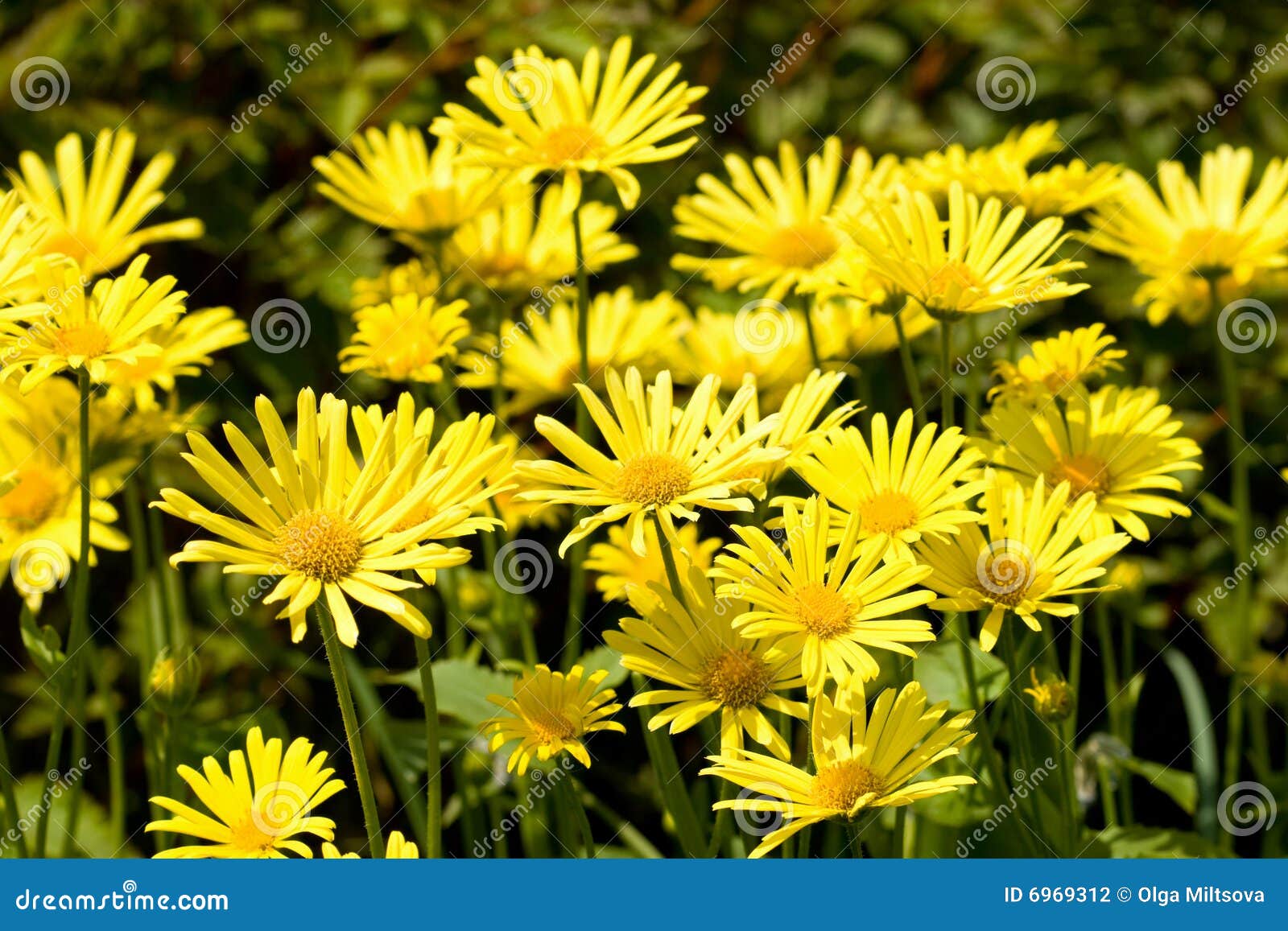 Field of yellow daisies stock photo. Image of ecology - 6969312