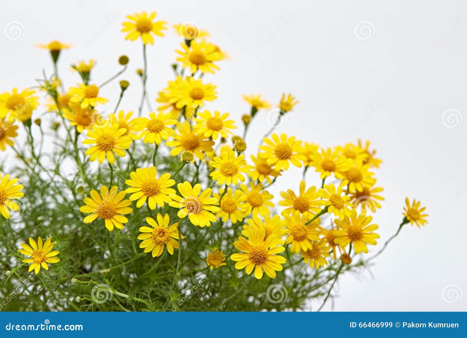 Field of yellow daisy stock image. Image of closeup, bright - 66466999