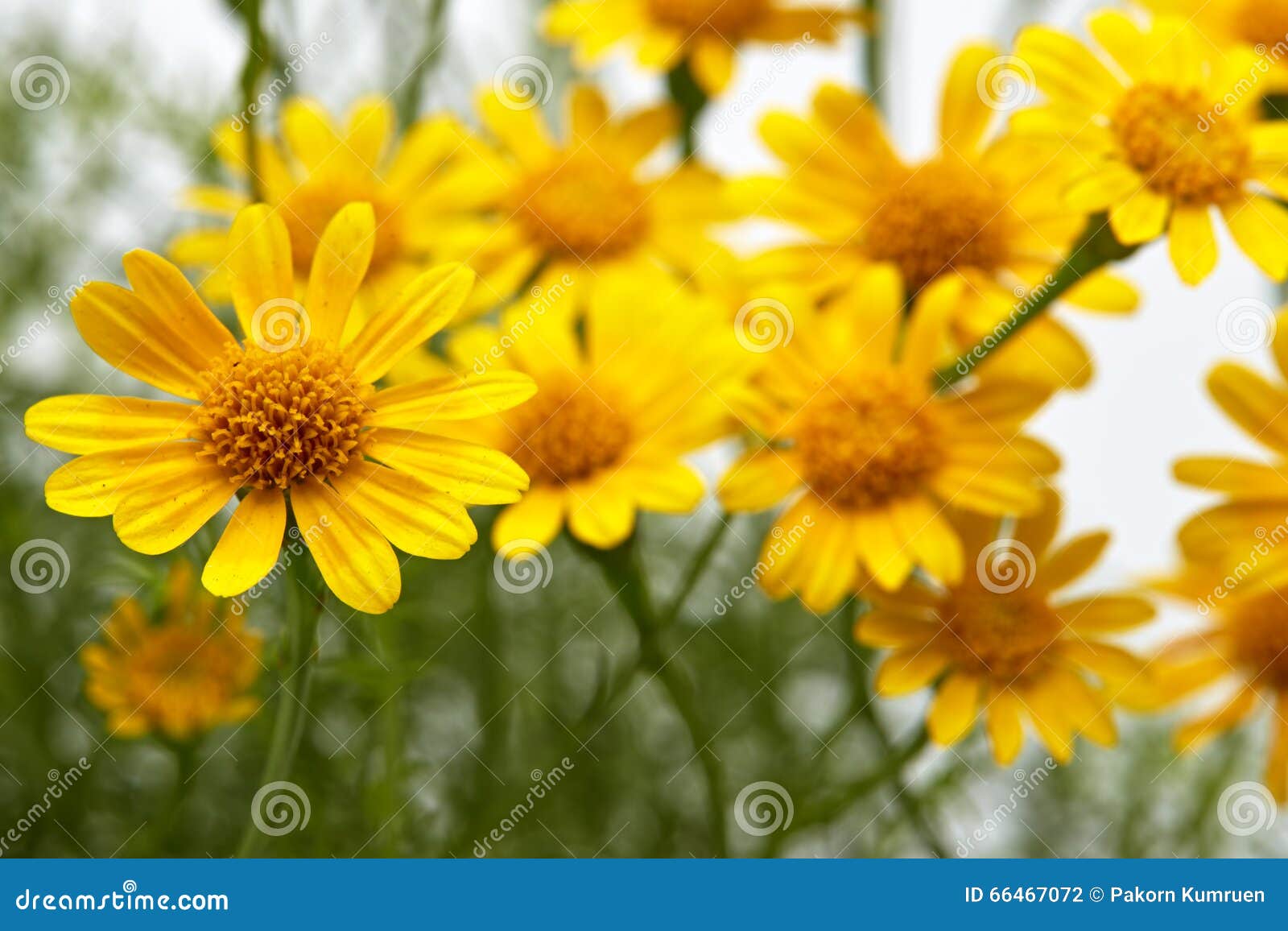 Field of yellow daisy stock photo. Image of daisy, gerbera - 66467072