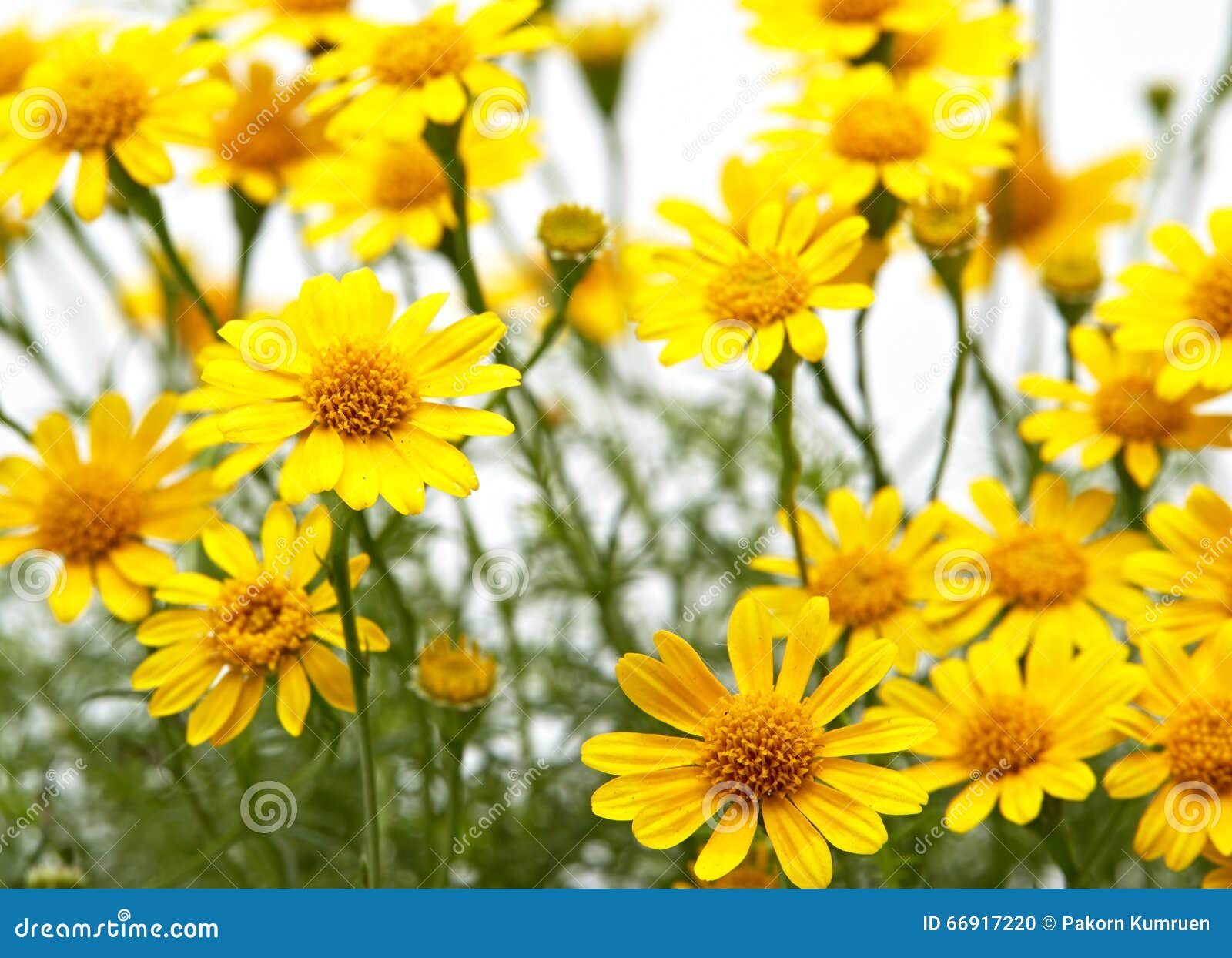 Field of yellow daisy stock photo. Image of garden, bright - 66917220
