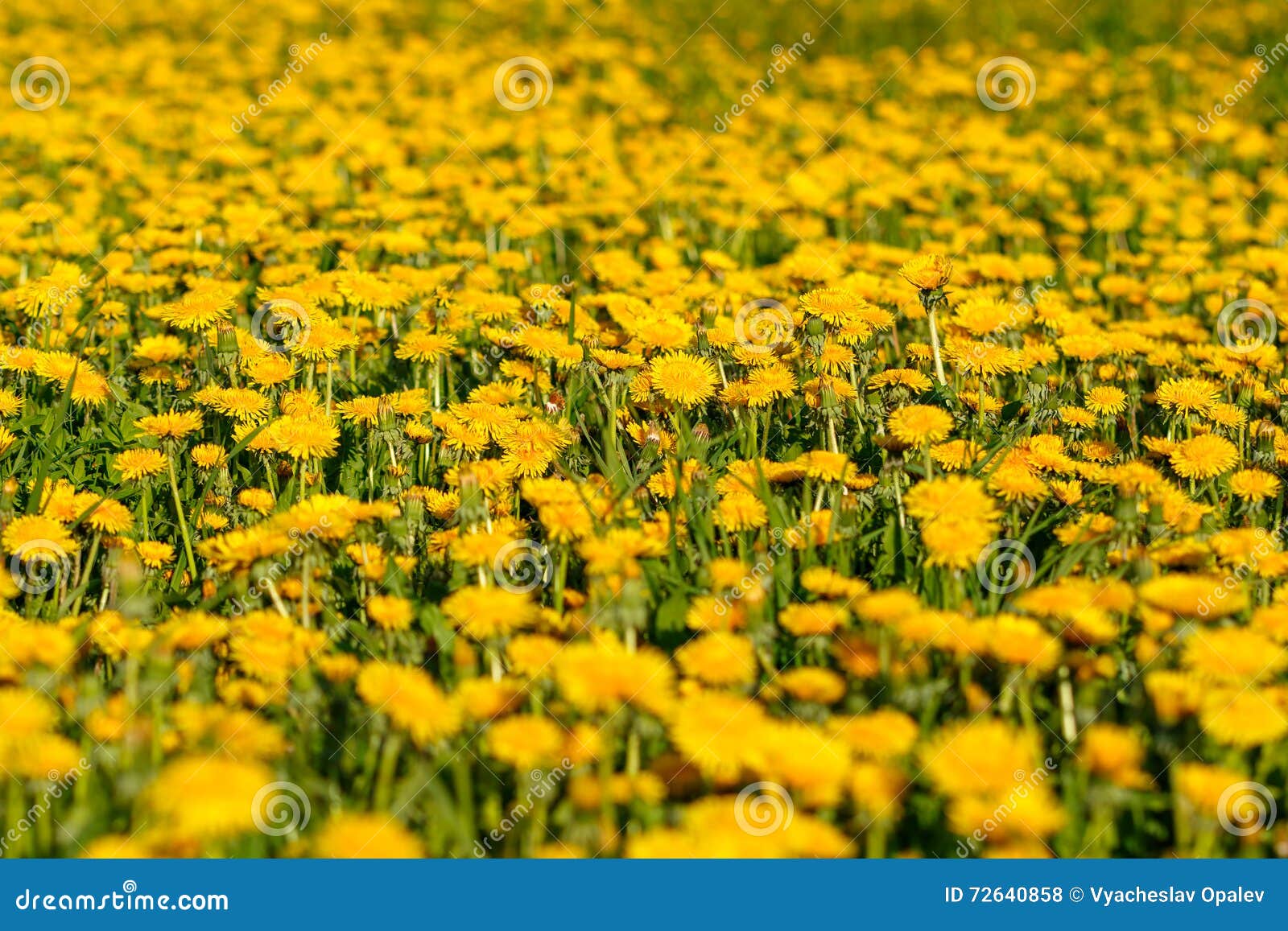 Field of yellow dandelions stock photo. Image of colors - 72640858