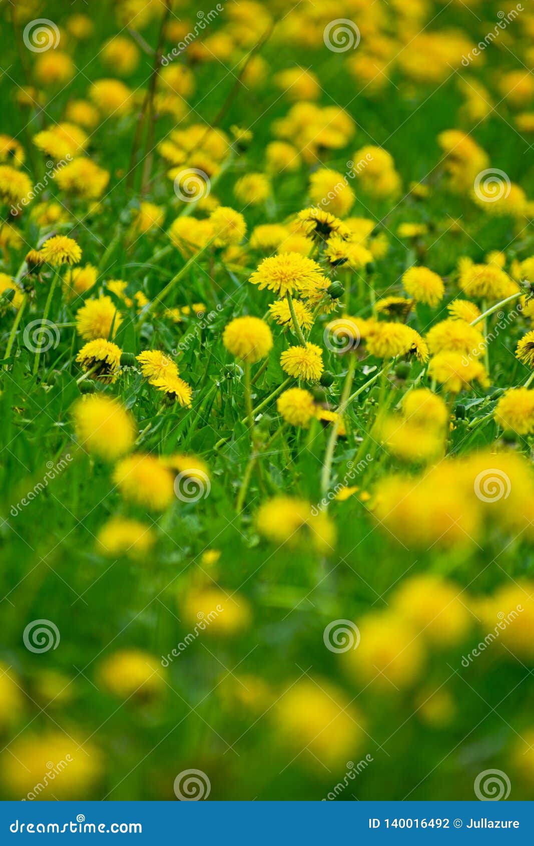 Field with Yellow Dandelions. Bright Dandelions in the Meadow Stock ...