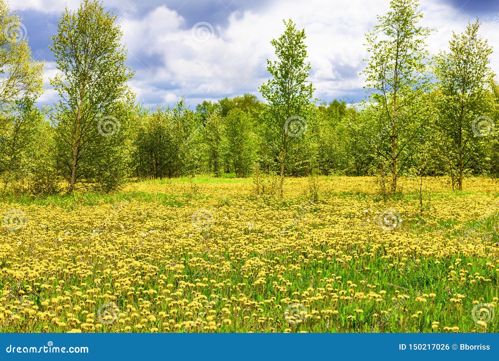 The Field with Yellow Dandelions, Green Trees and Blue Sky Stock Photo ...