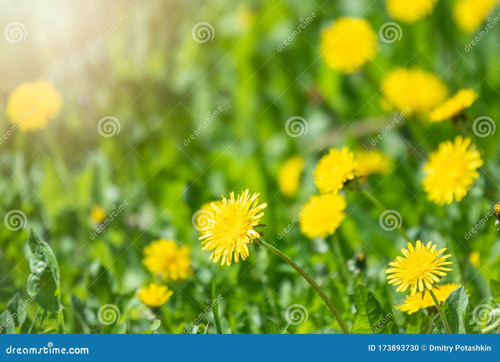 Field of yellow dandelions stock photo. Image of rural - 173893730