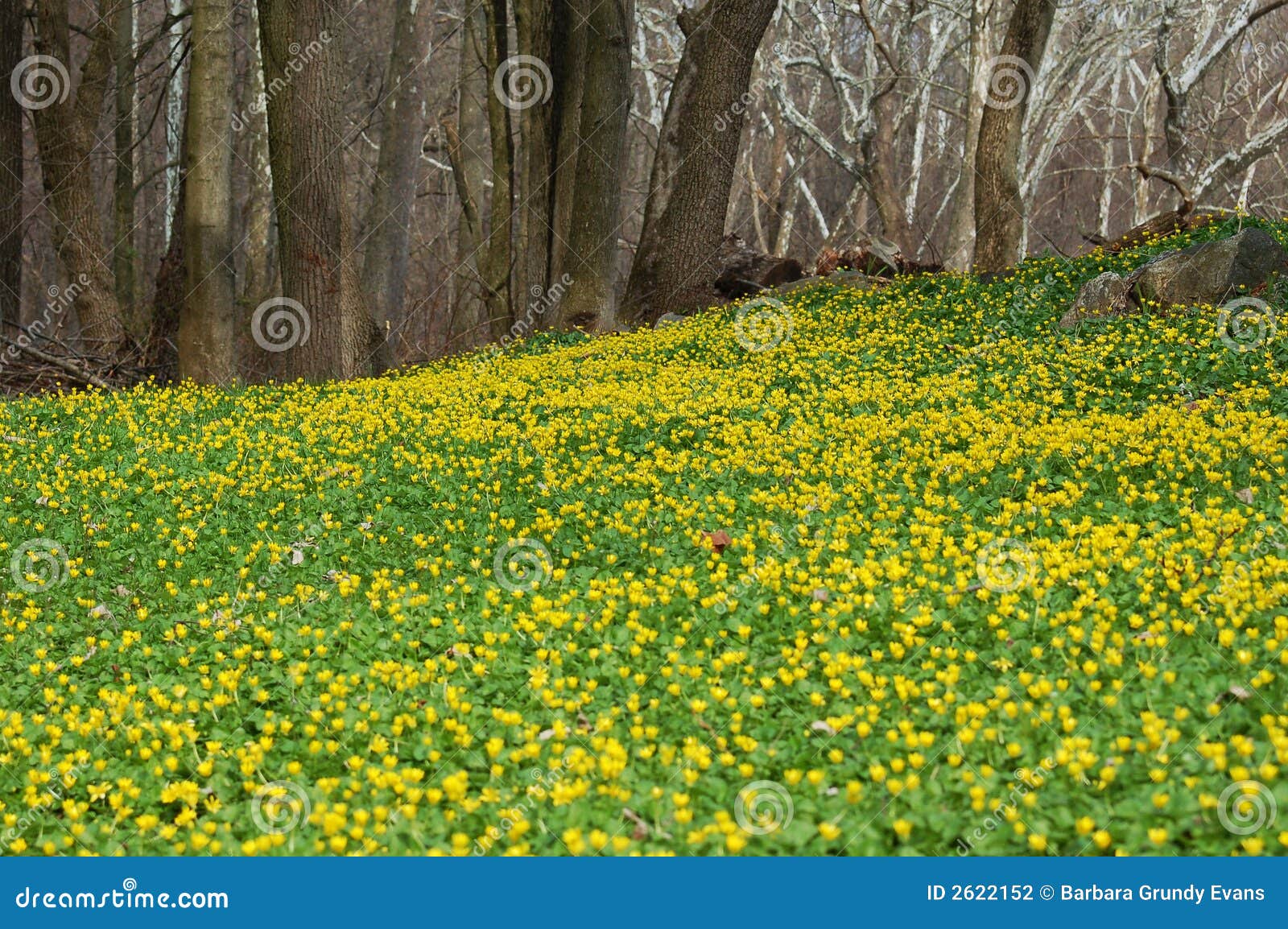 Field of yellow flowers stock photo. Image of garden, peaceful - 2622152