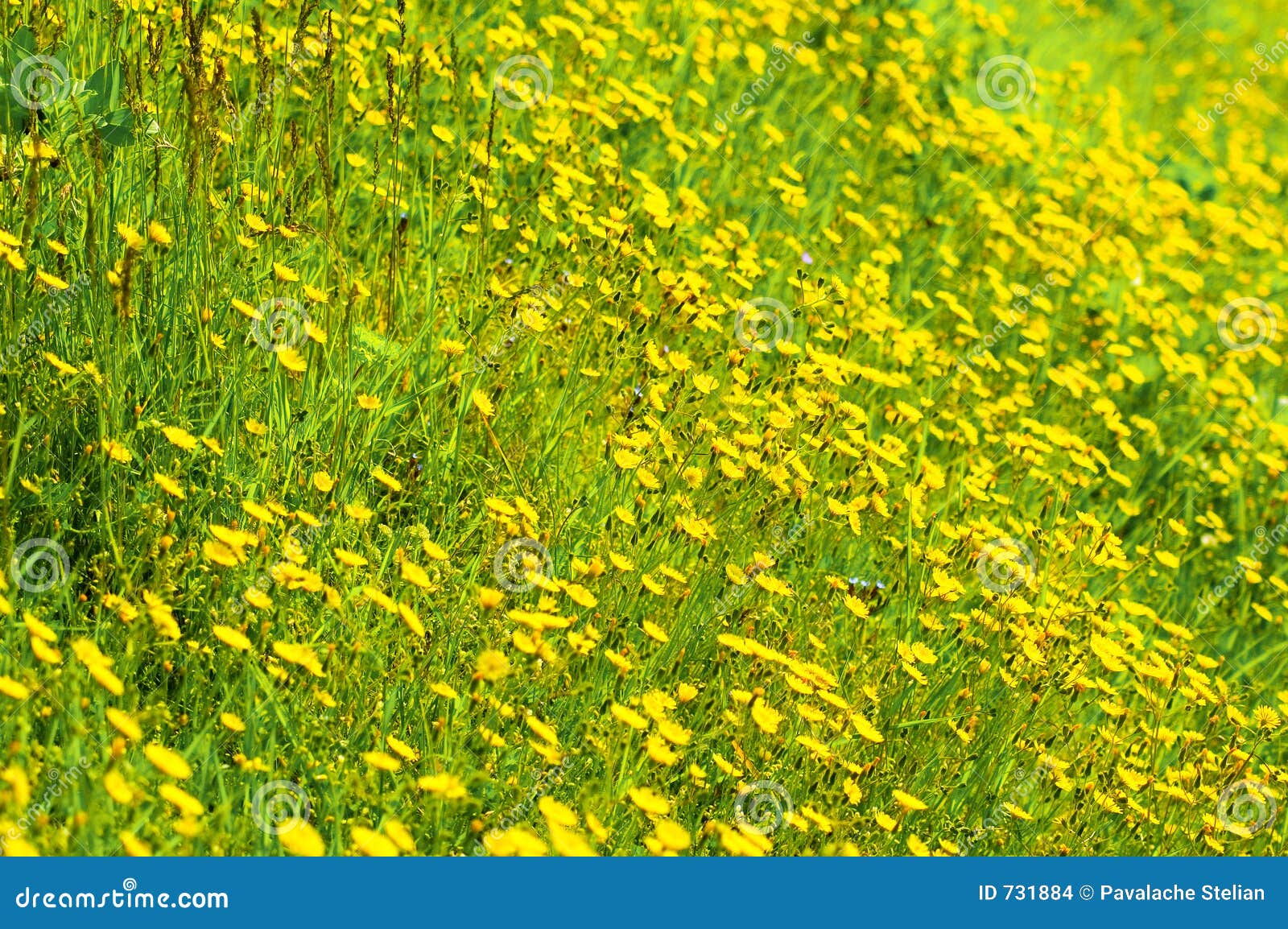 Field of yellow flowers stock photo. Image of nature, bright - 731884