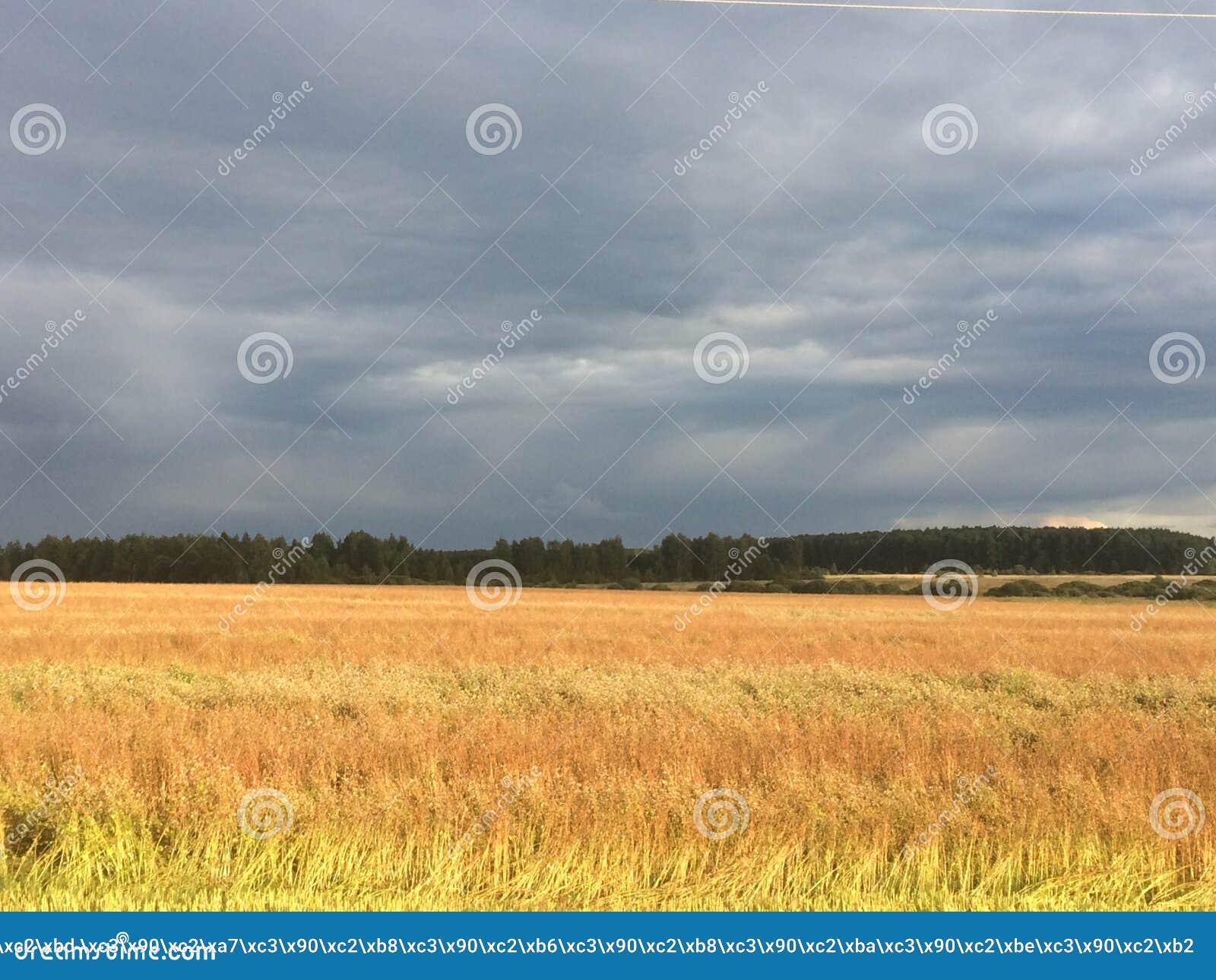 Fiery field stock image. Image of crop, wind, meadow - 219187749