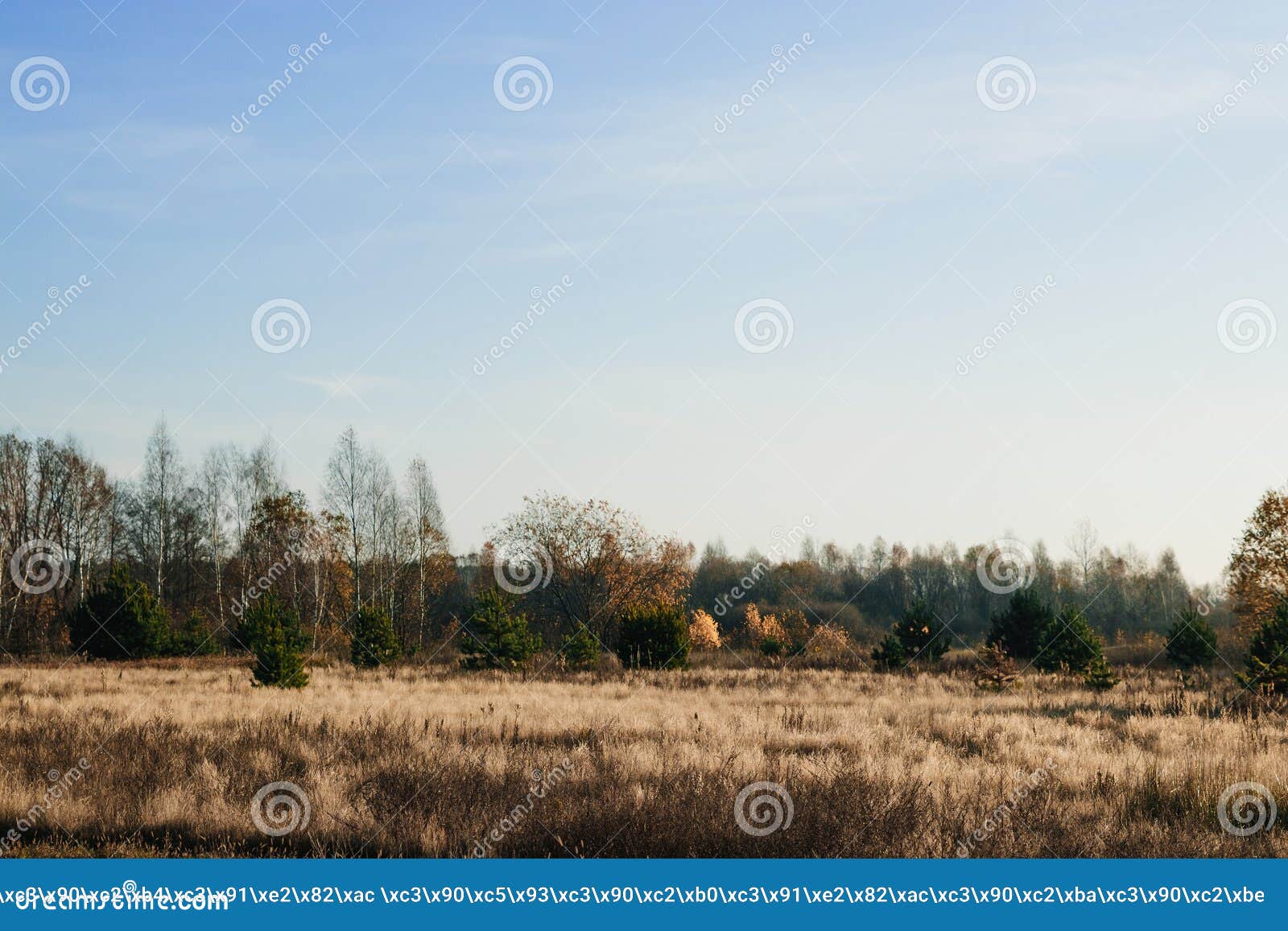 Field of Yellow Grass in Front of the Autumn Forest. Autumn Morning in ...
