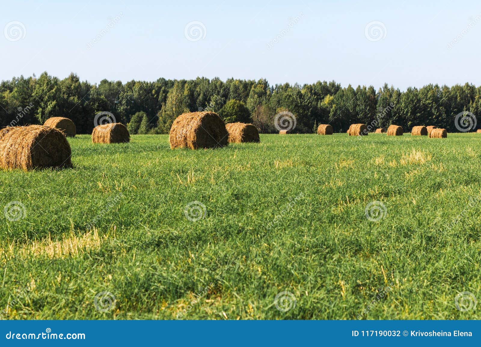 Field with Yellow Grass and Trees Away in Autumn Stock Photo - Image of ...