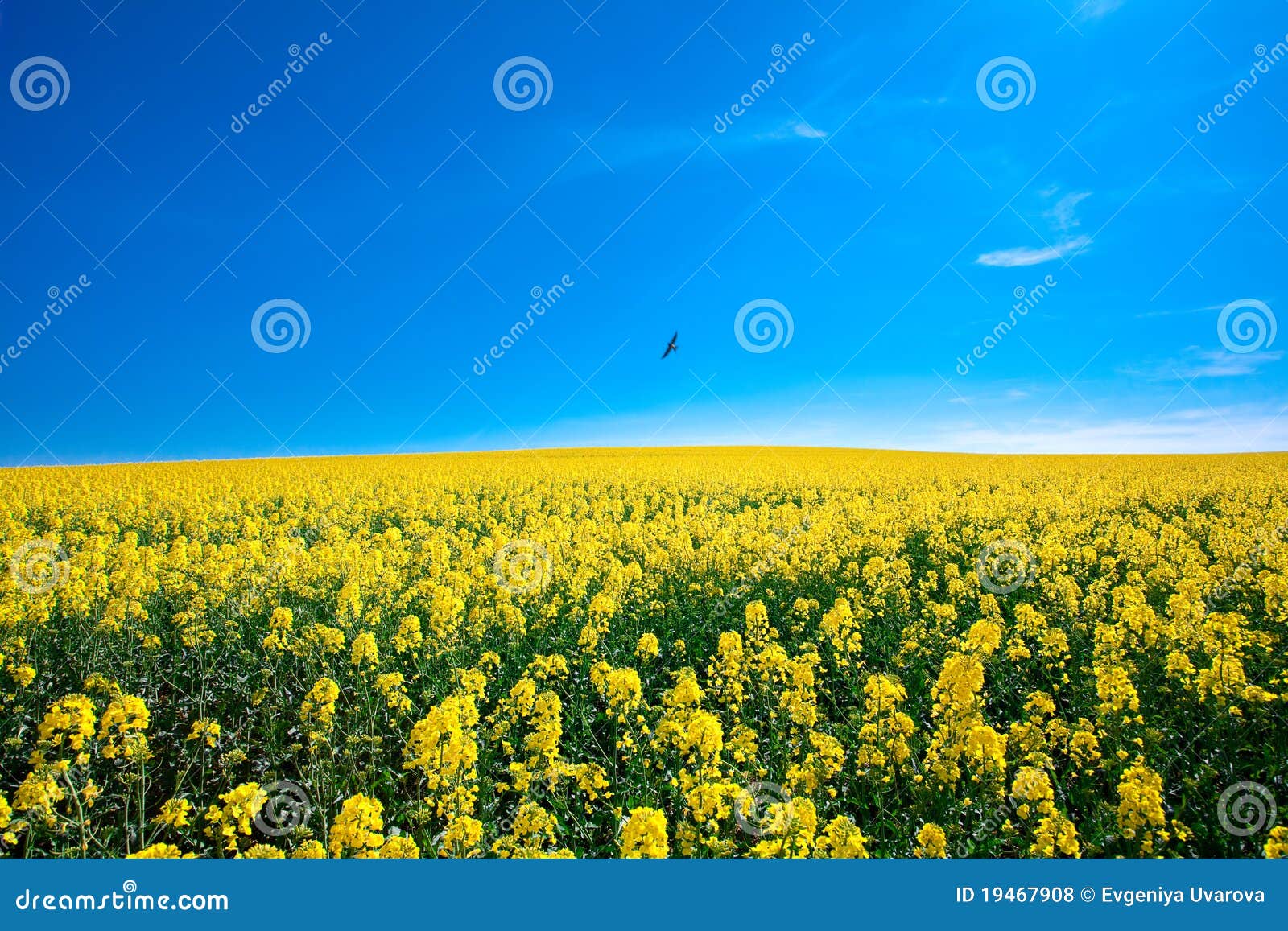 Field of yellow stock photo. Image of copy, grow, gold - 19467908
