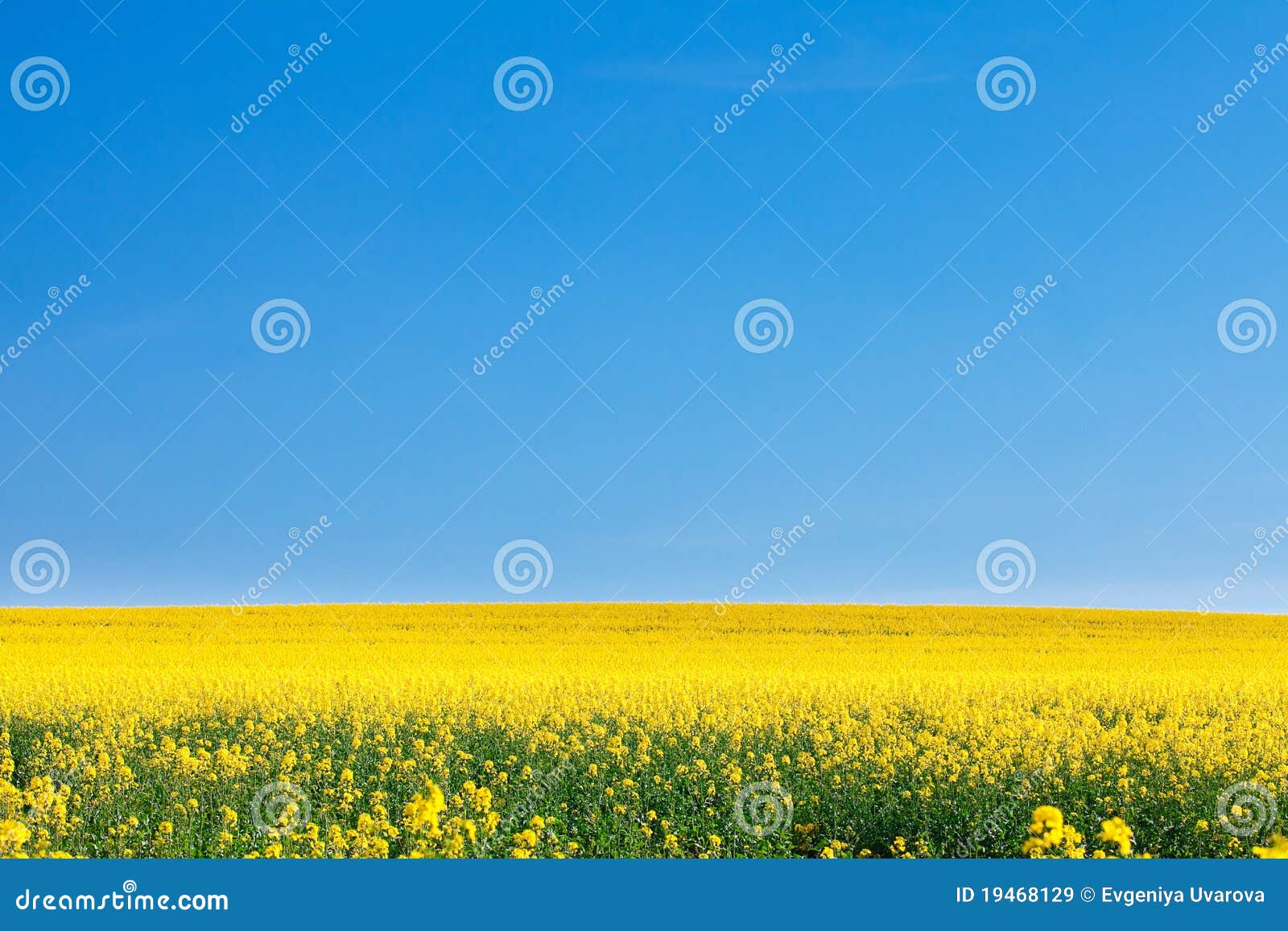 Field of yellow stock image. Image of land, clear, ground - 19468129