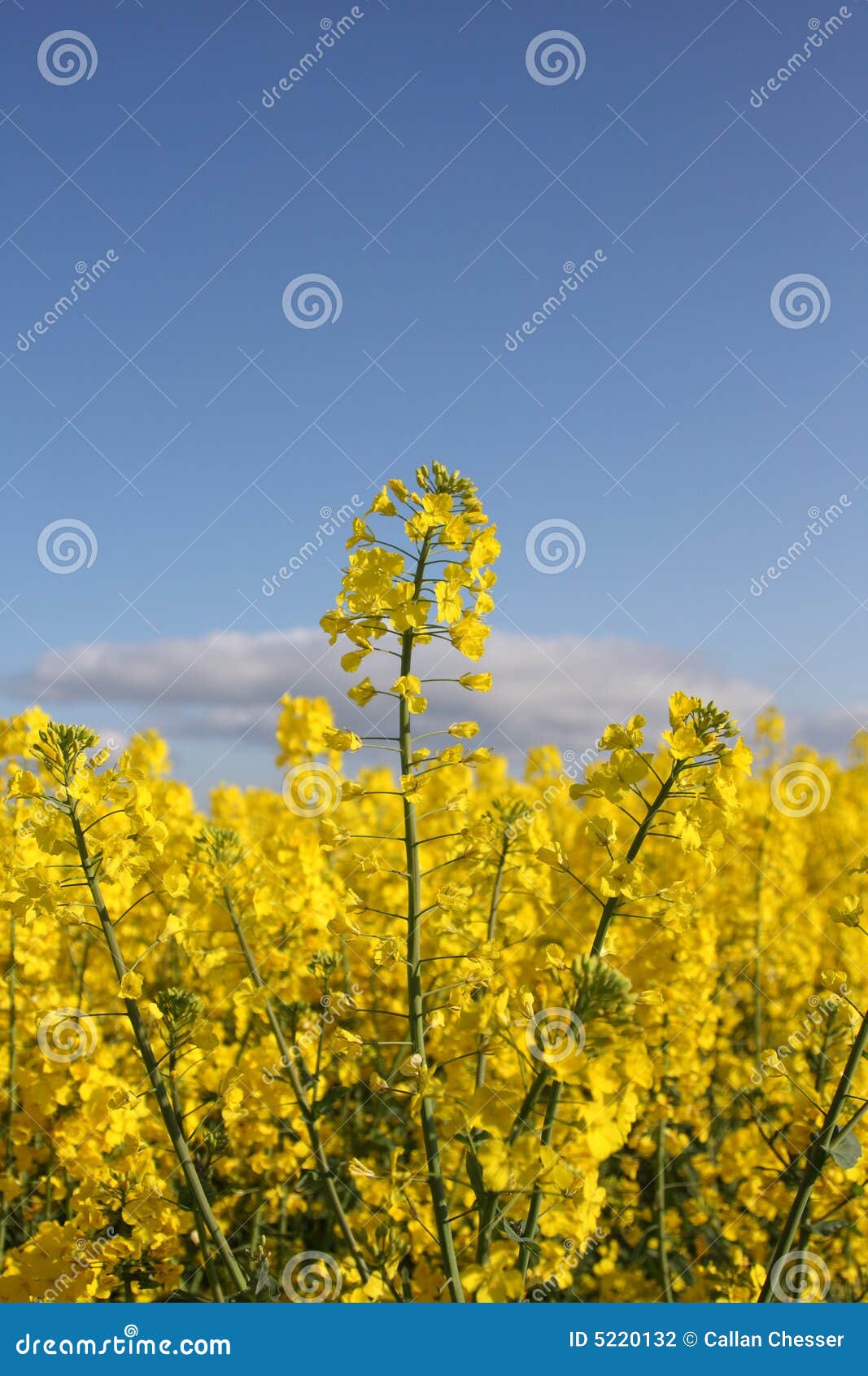 A field of yellow seed stock photo. Image of flower, scenery - 5220132