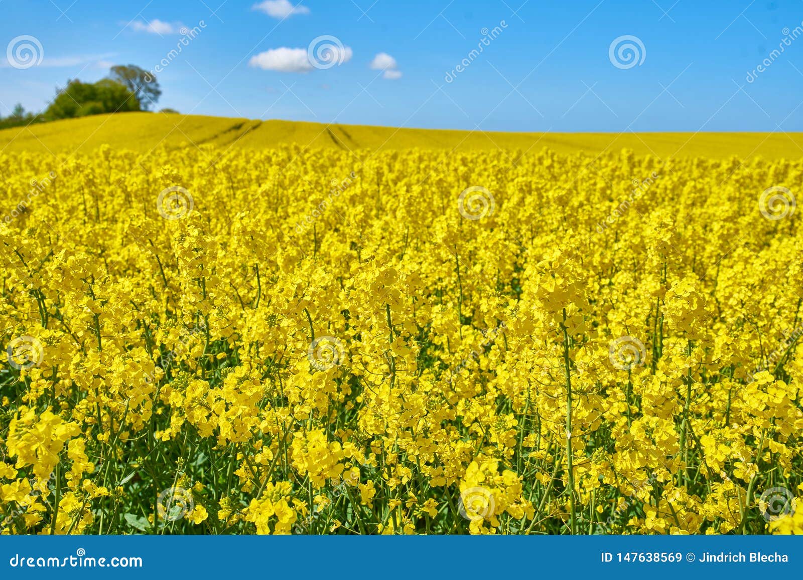 Seed field stock image. Image of ground, canola, landscape - 147638569