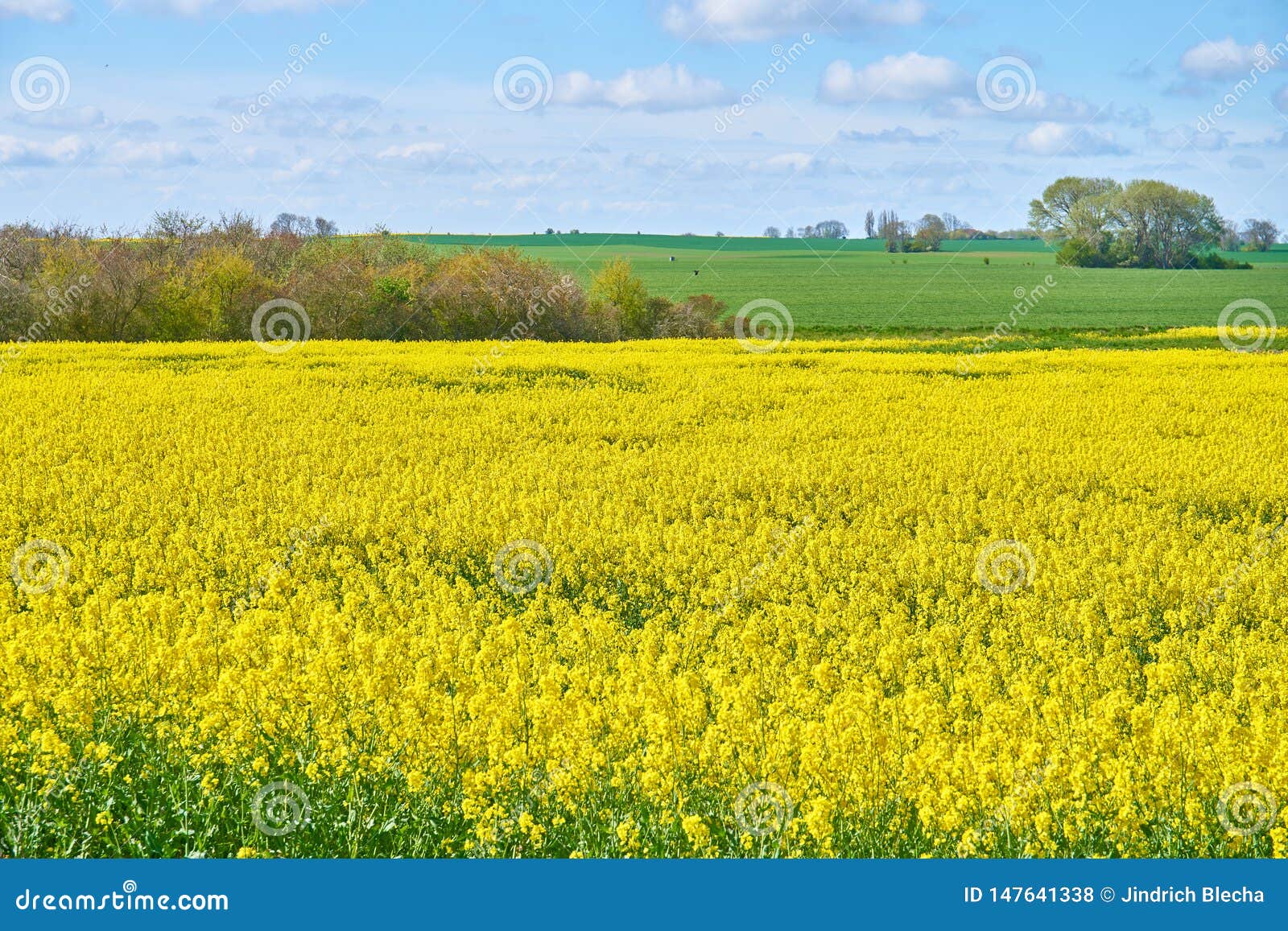 Seed field stock photo. Image of canola, environment - 147641338